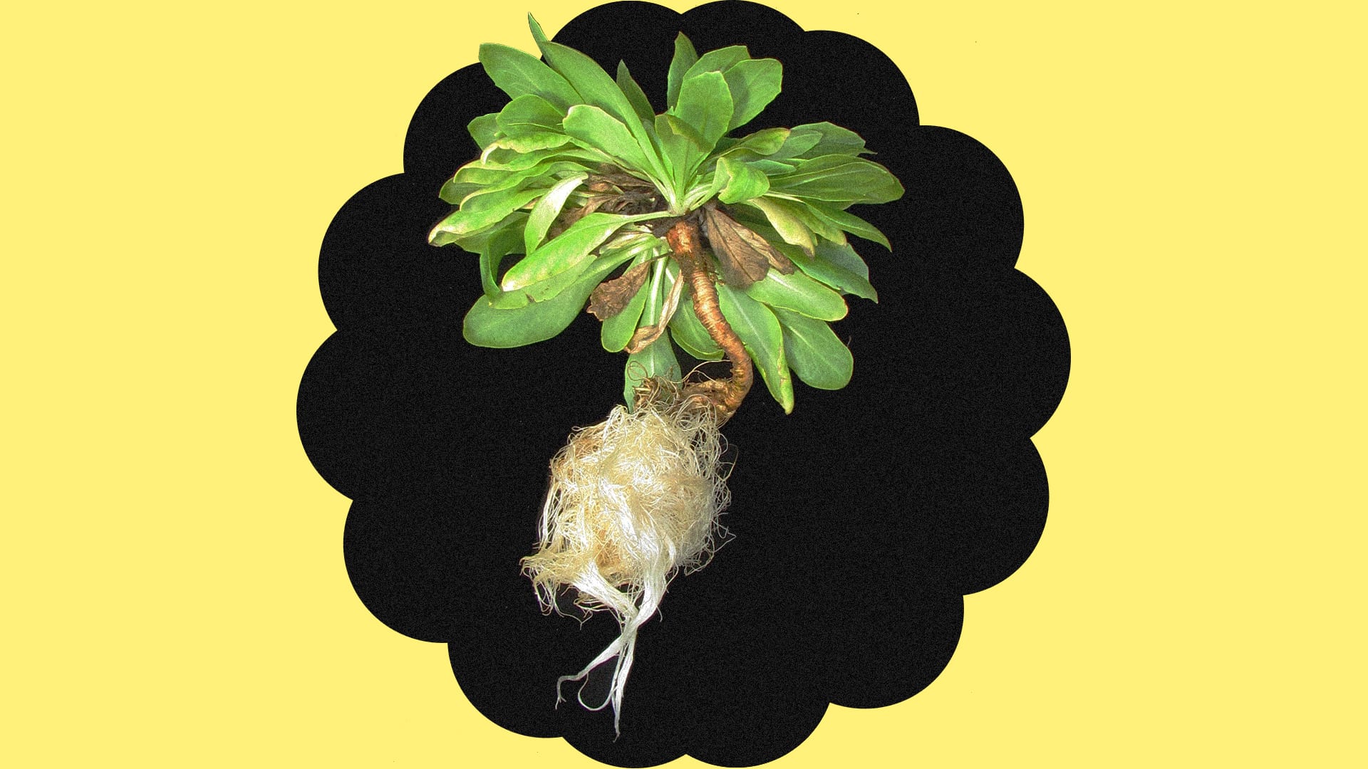 Indoor farms full of dandelions could be our future source of rubber ...