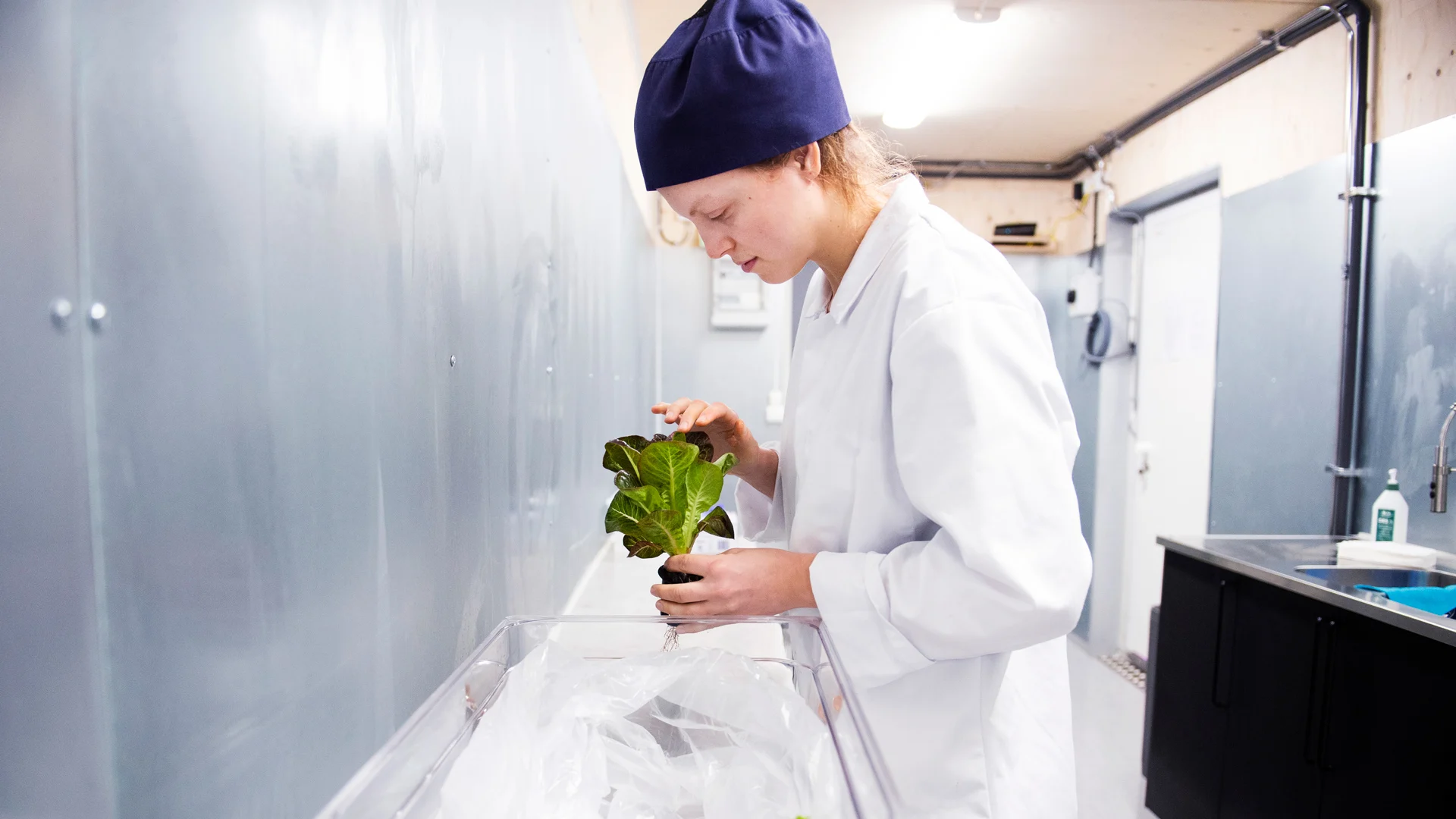 Ikea now grows lettuce in shipping containers at its stores - Fast Company