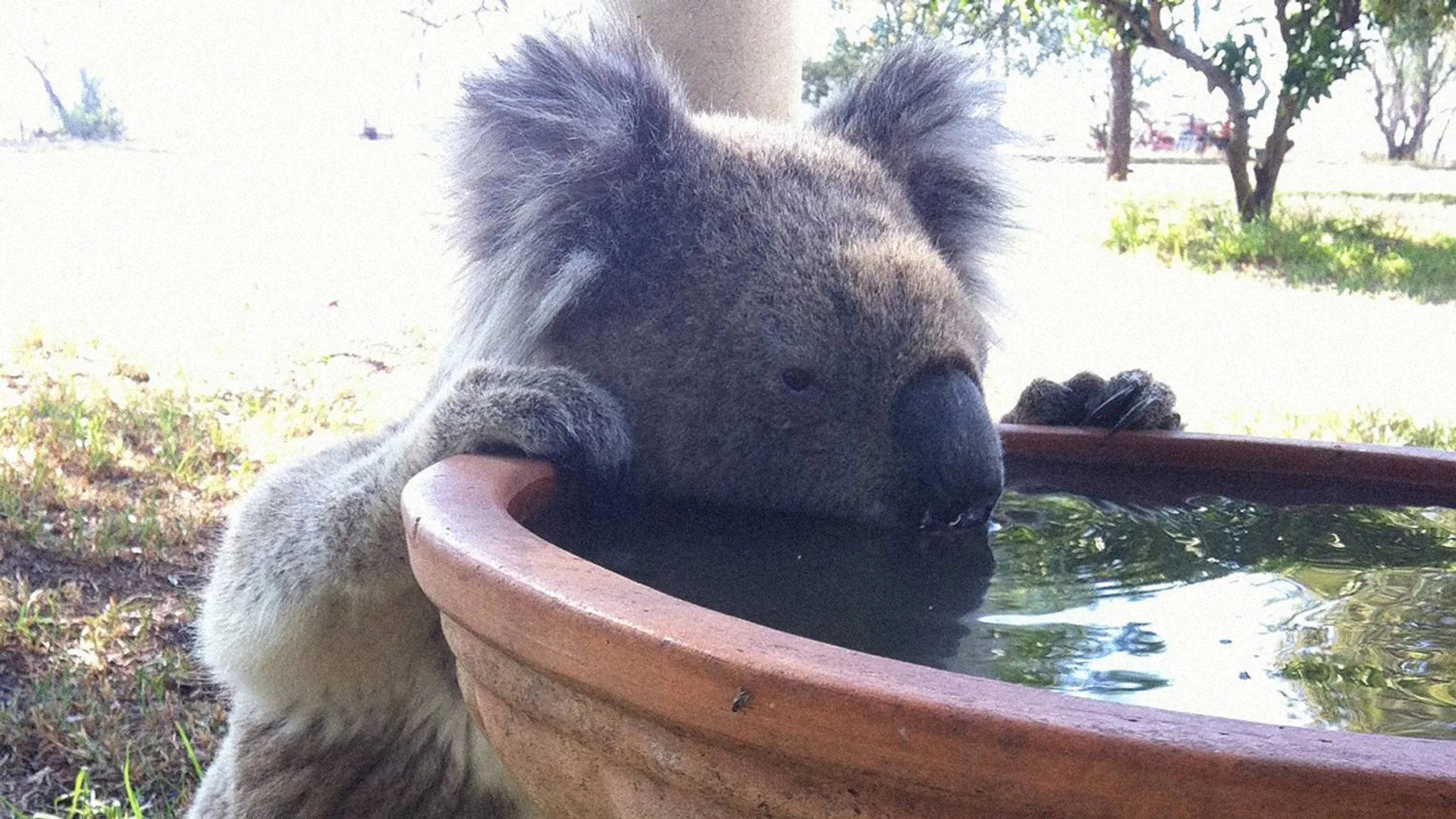 These adorable koala drinking fountains will help them hydrate as ...