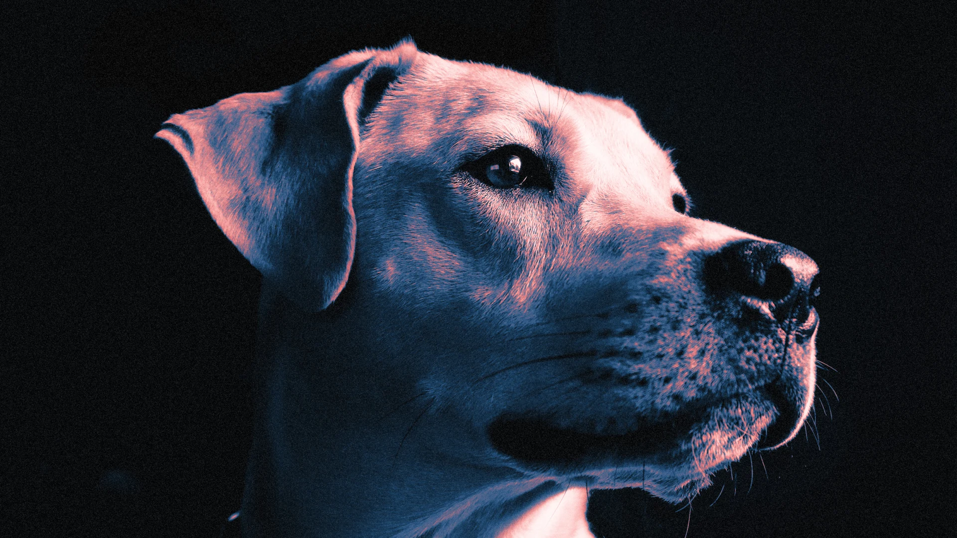 What we're learning about animal memories could help us crack Alzheimer ...