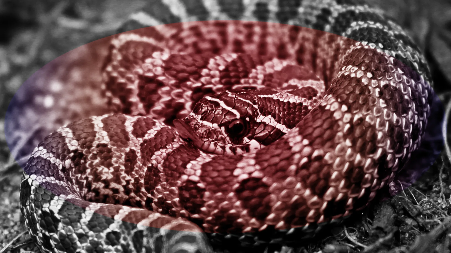 zombie snakes - Fast Company