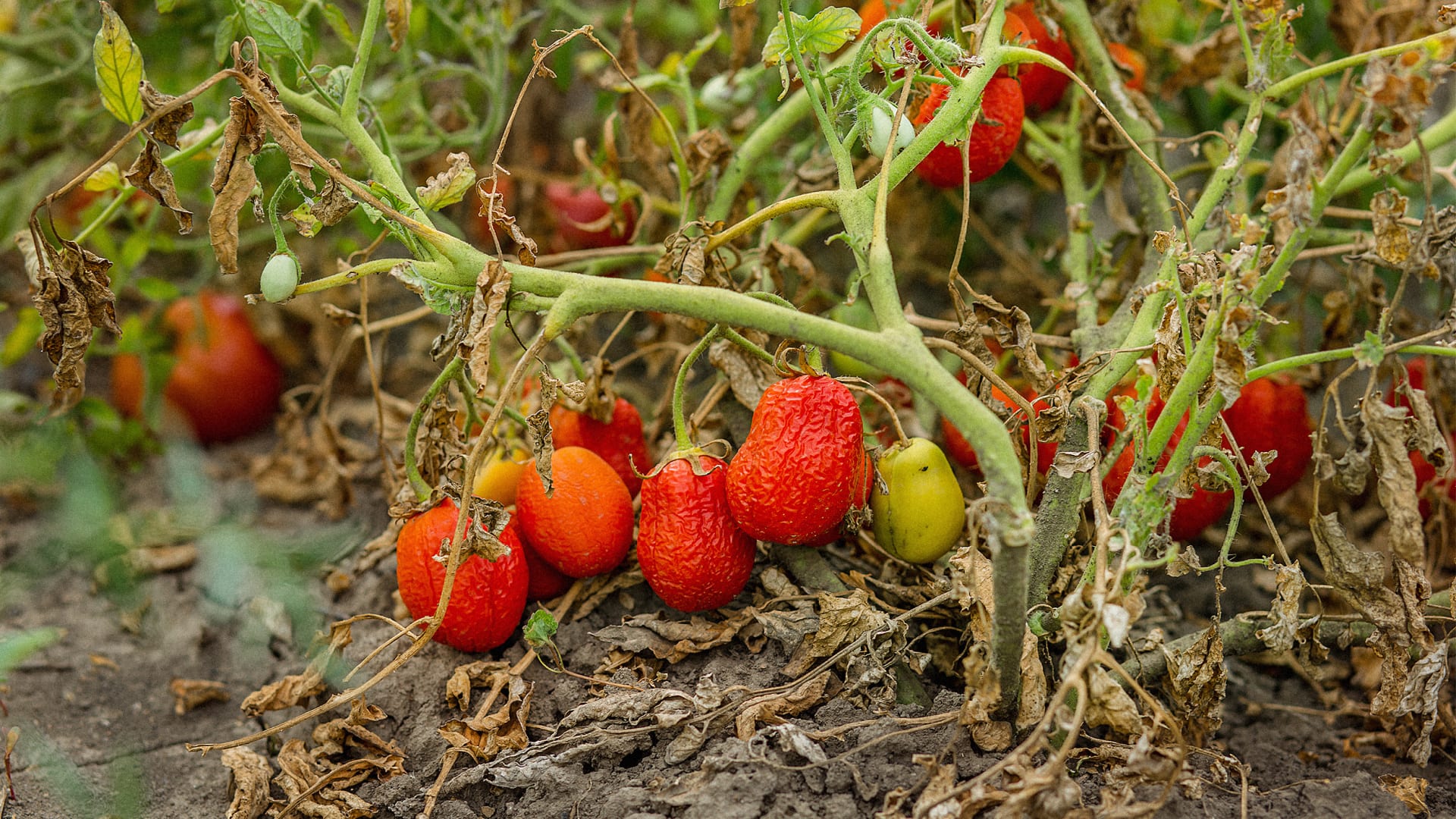 We're leaving so much food on farms to just rot in the fields - Fast ...