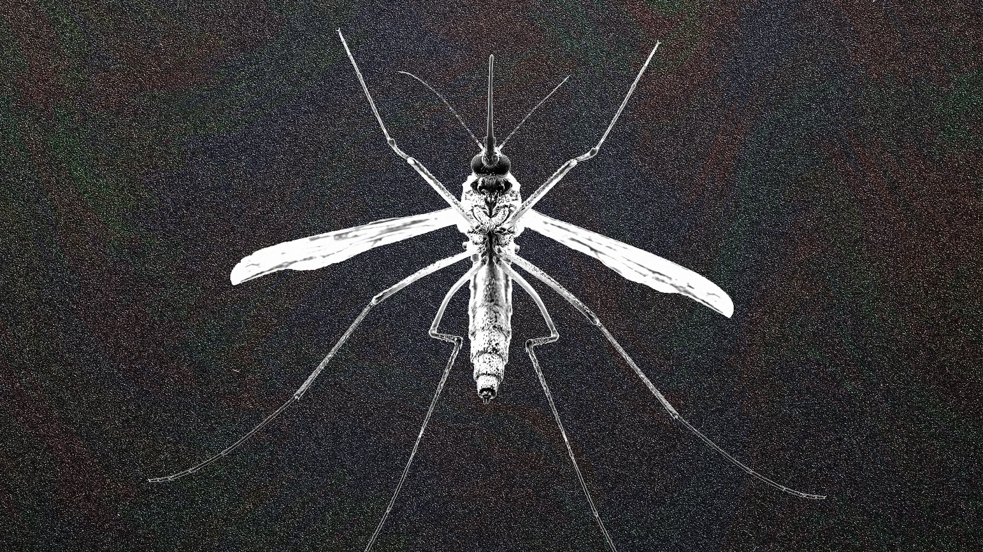 how do mosquitoes bite through clothes