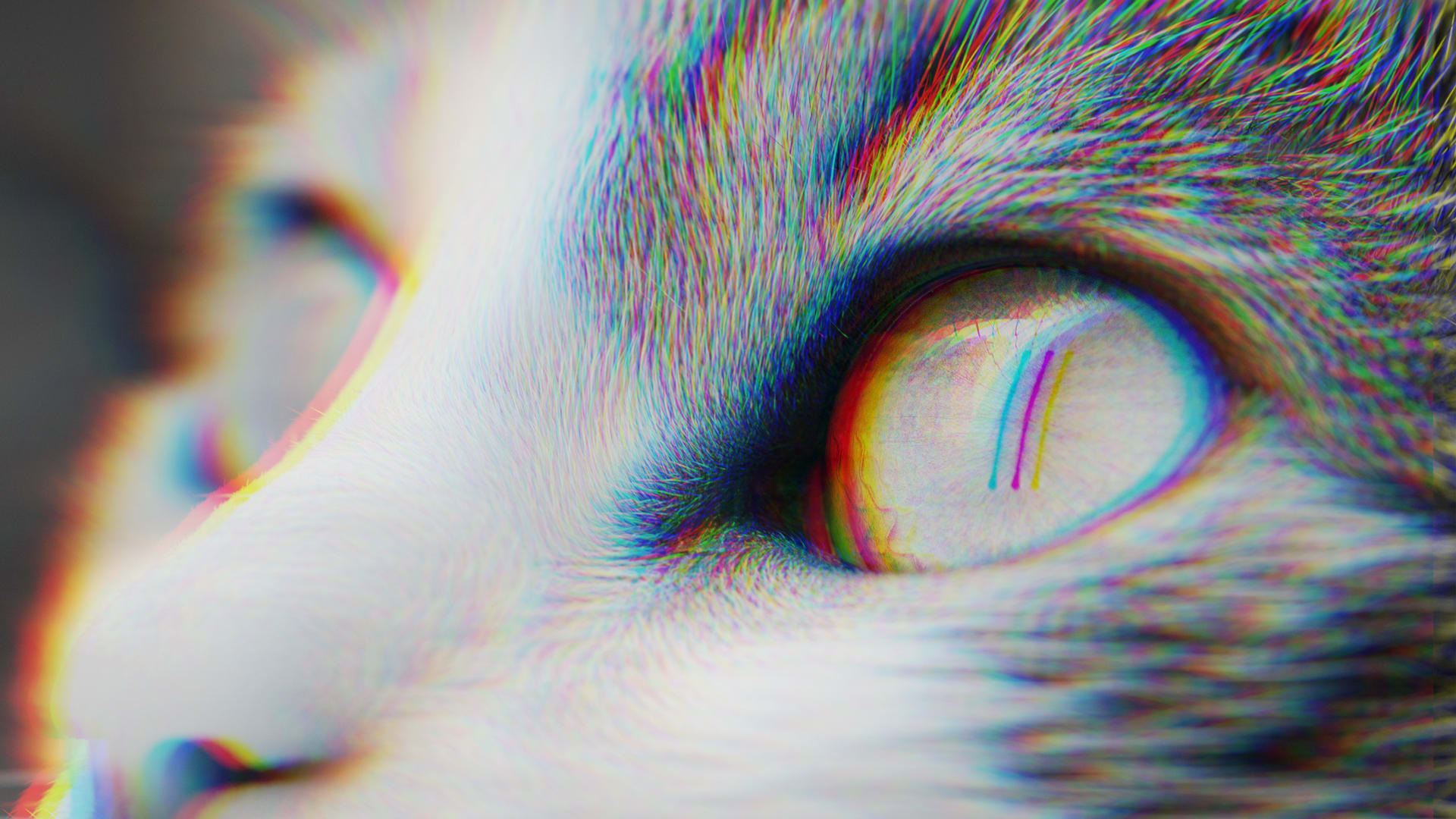 Copycat: China's first cloned feline is here, and a horse could be next ...