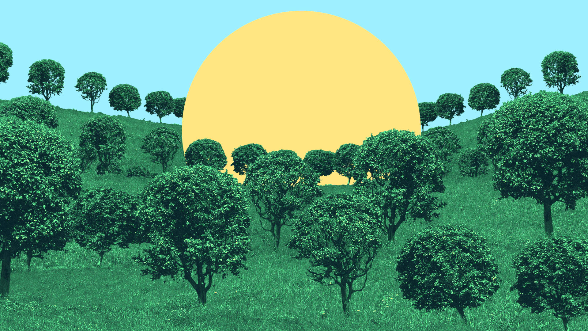 1 trillion trees: What would it take, how would it work, and is it even ...