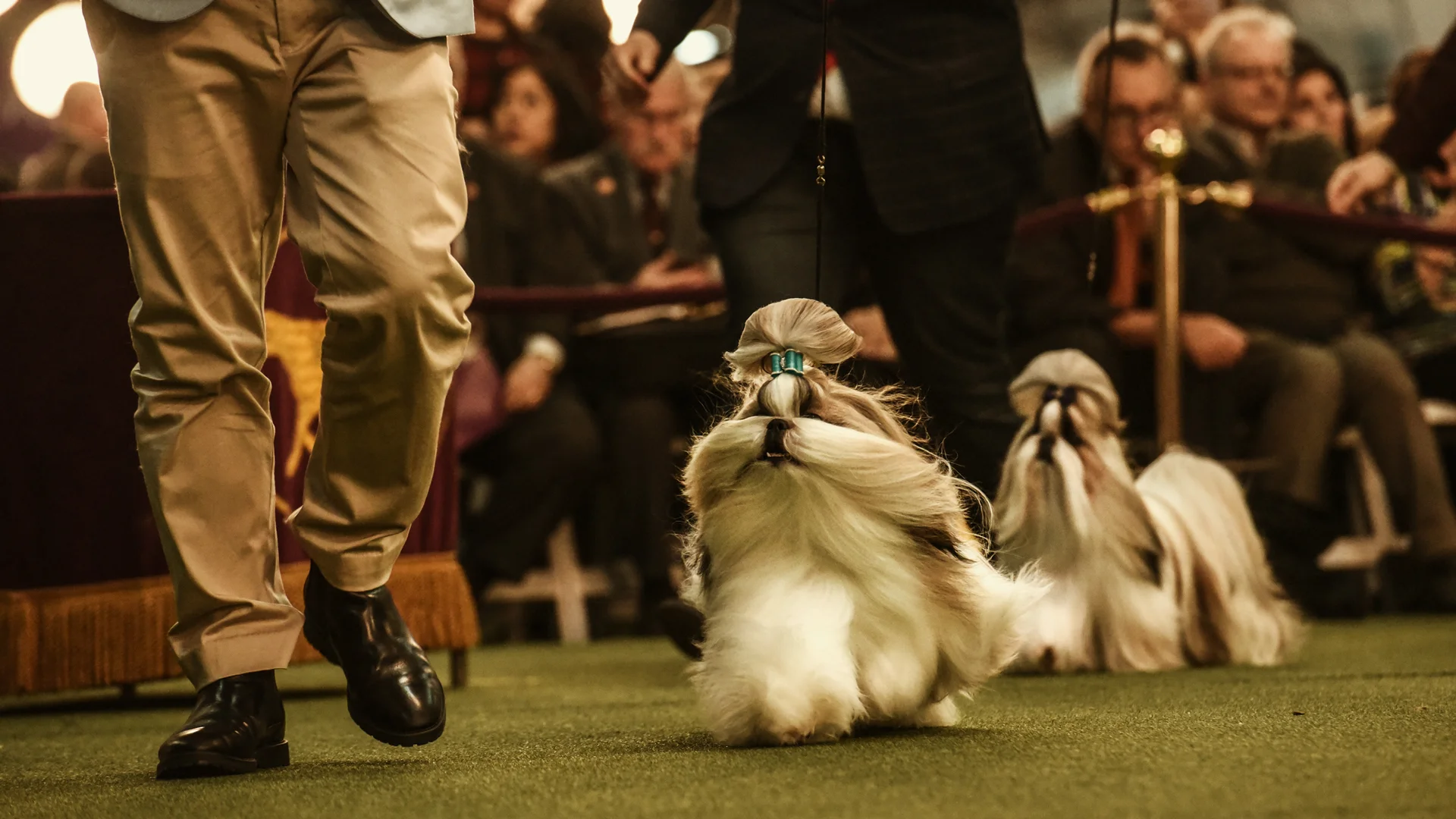 Westminster Dog Show - Fast Company