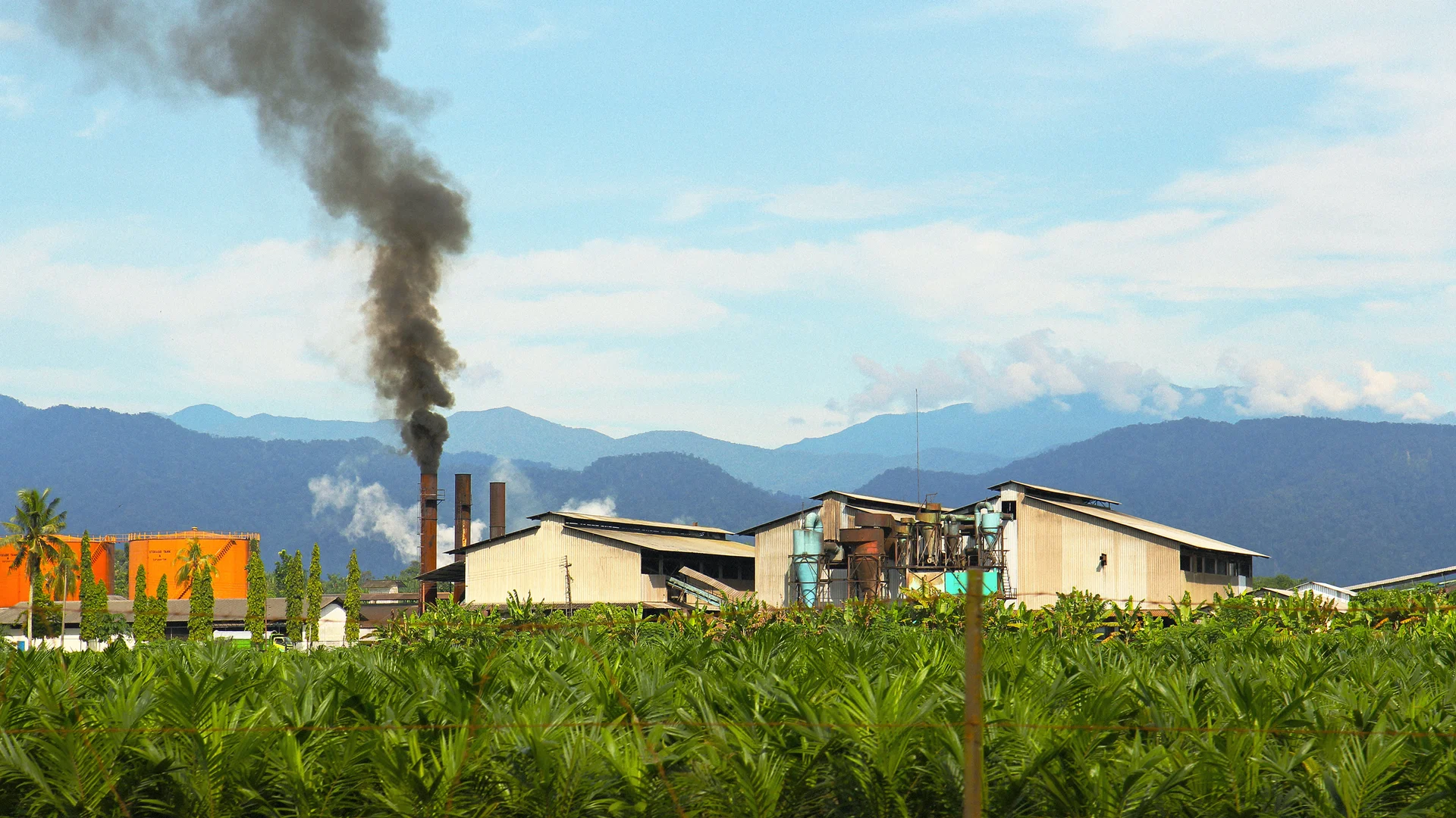 Bill Gates just invested in this company that grows palm oil in a lab ...