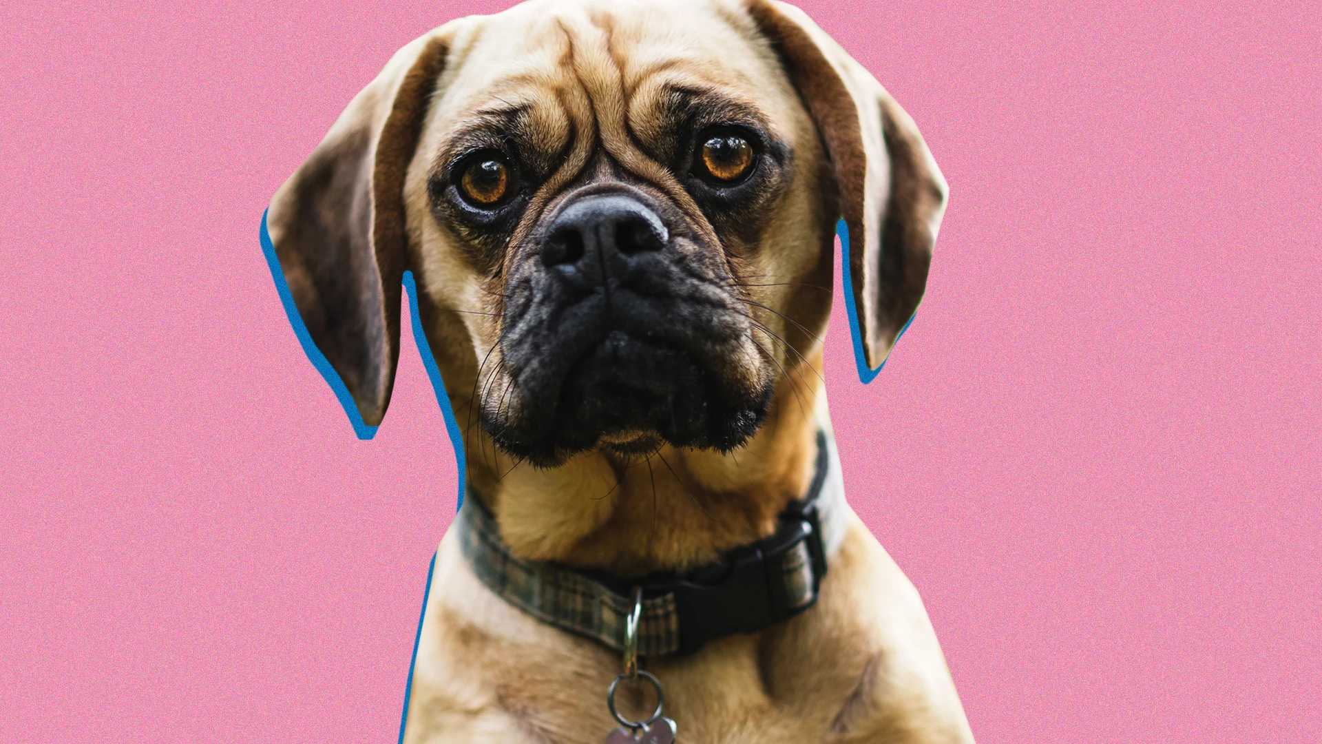 Animal behavior experts discover why your pet freaks out when you leave ...