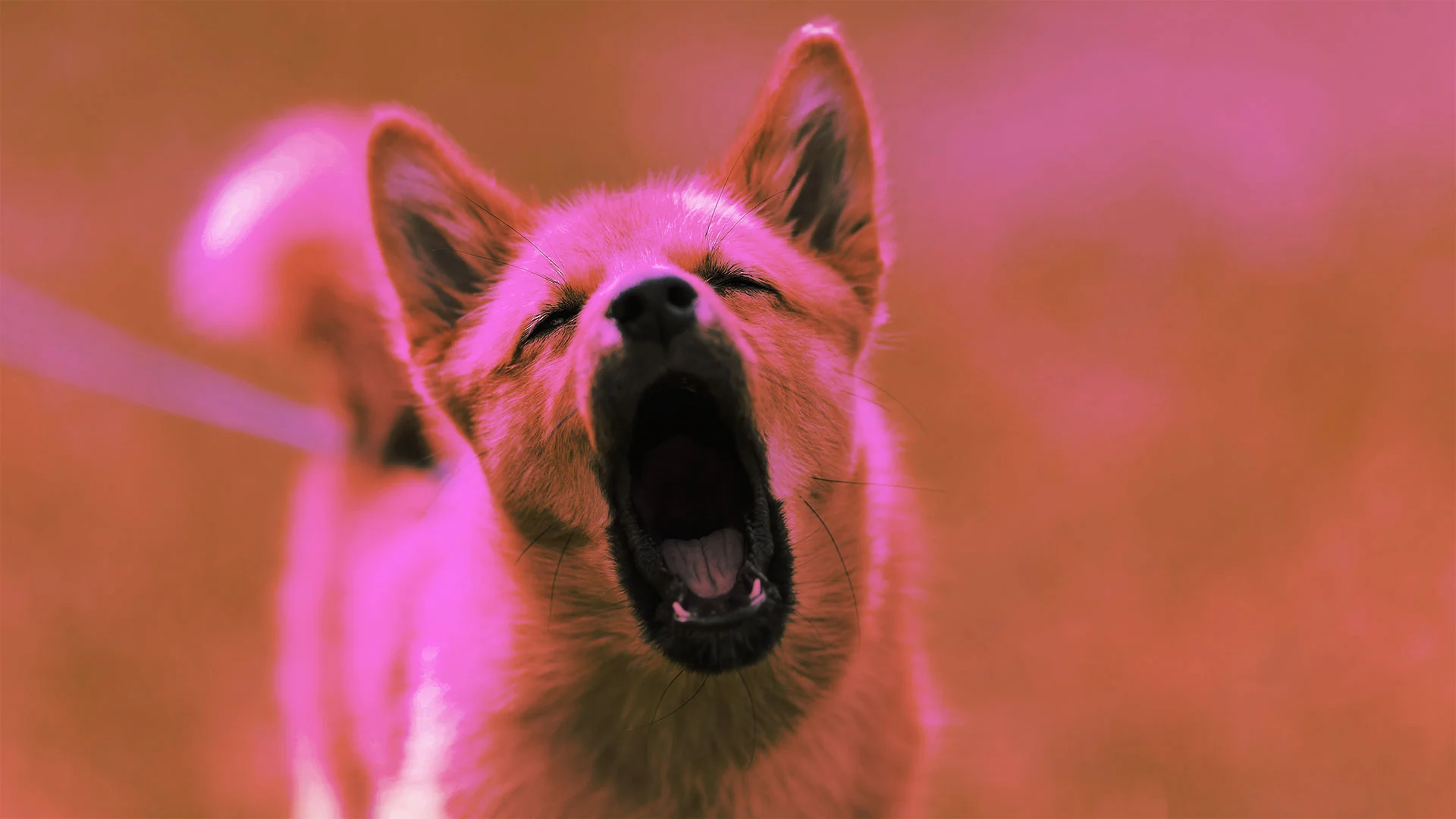 6 tips to controlling background noise in your video meetings - Fast ...
