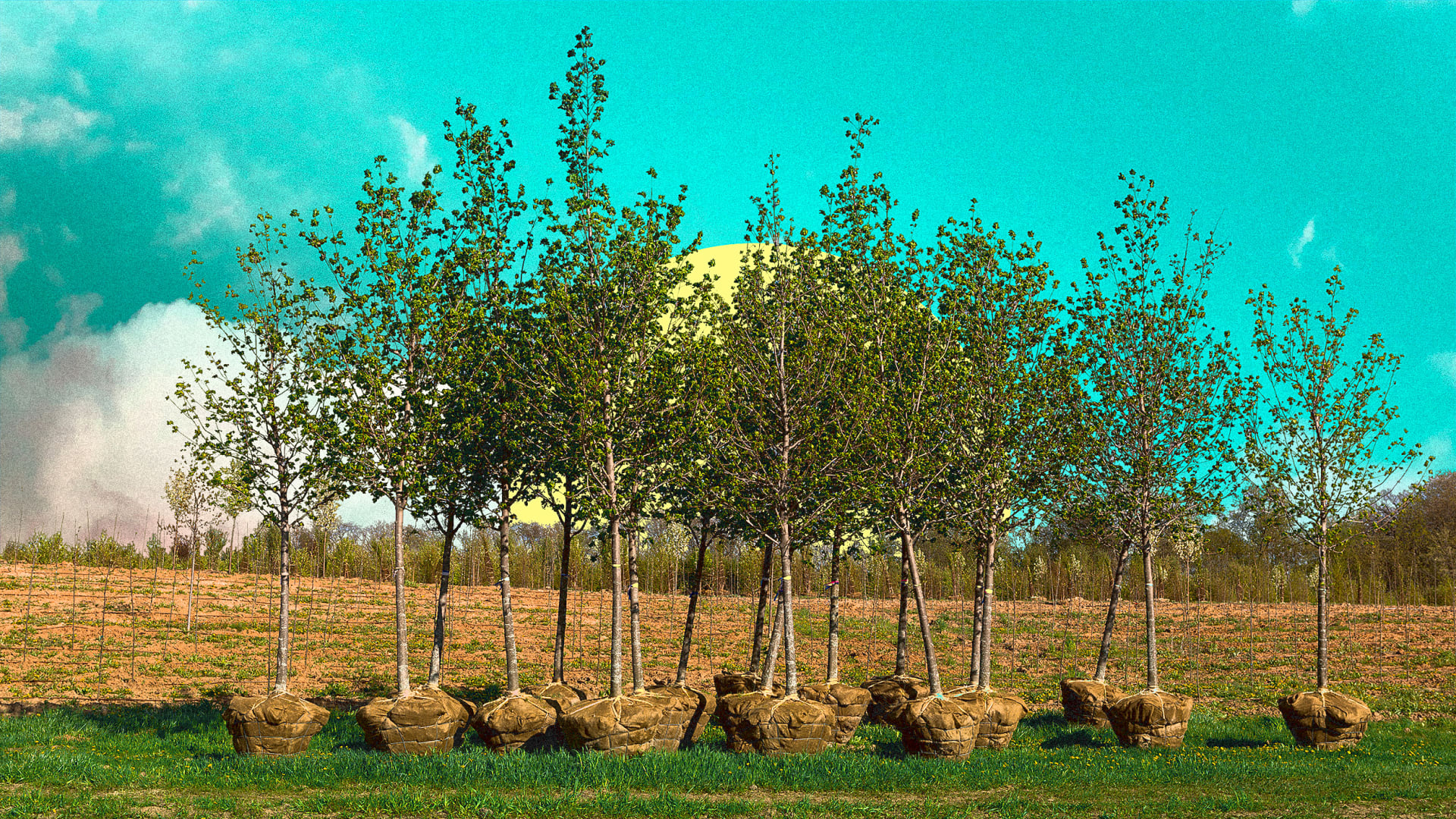 These are the companies leading the trillion trees effort in the U.S ...