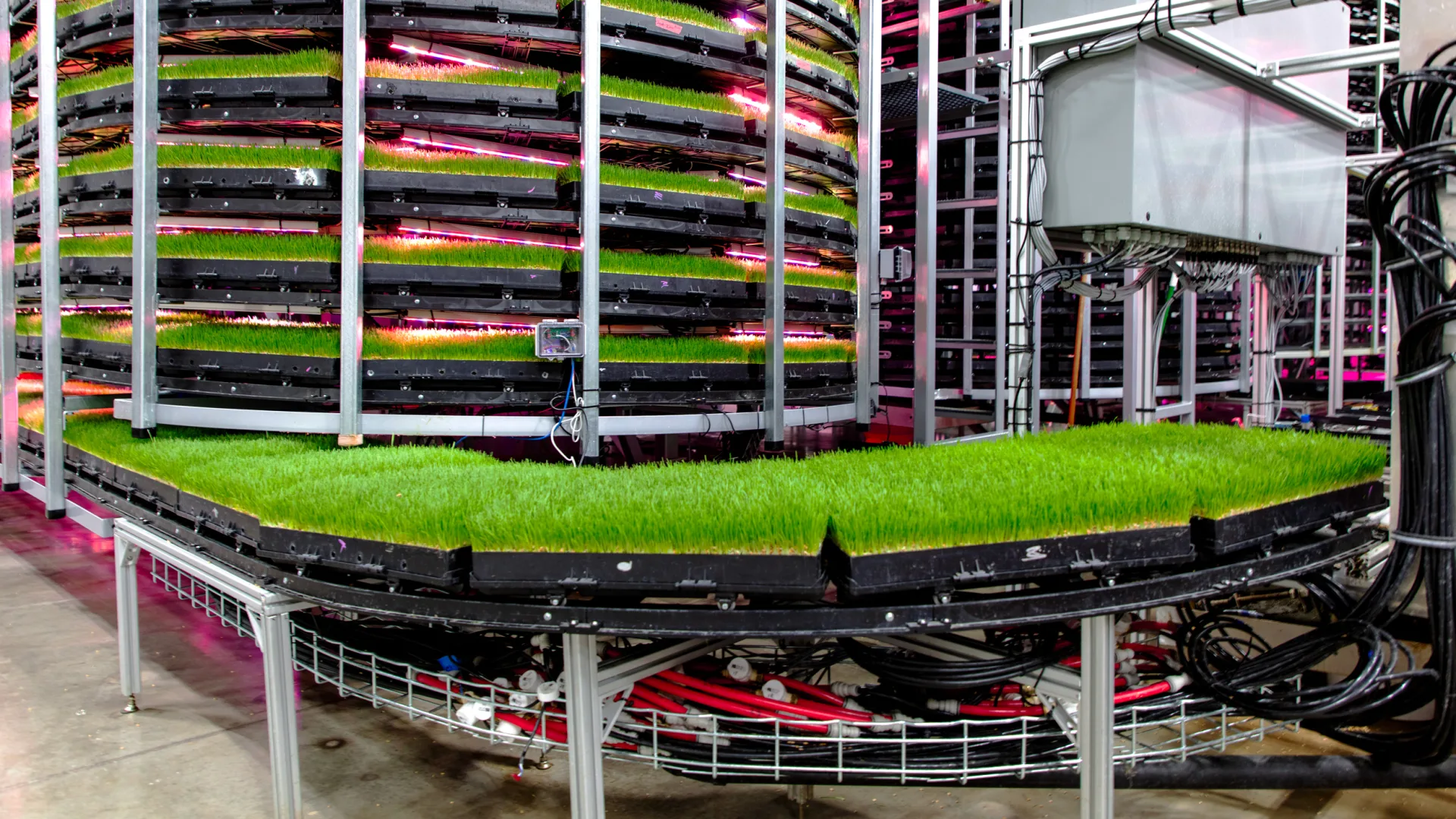 wheat vertical farm