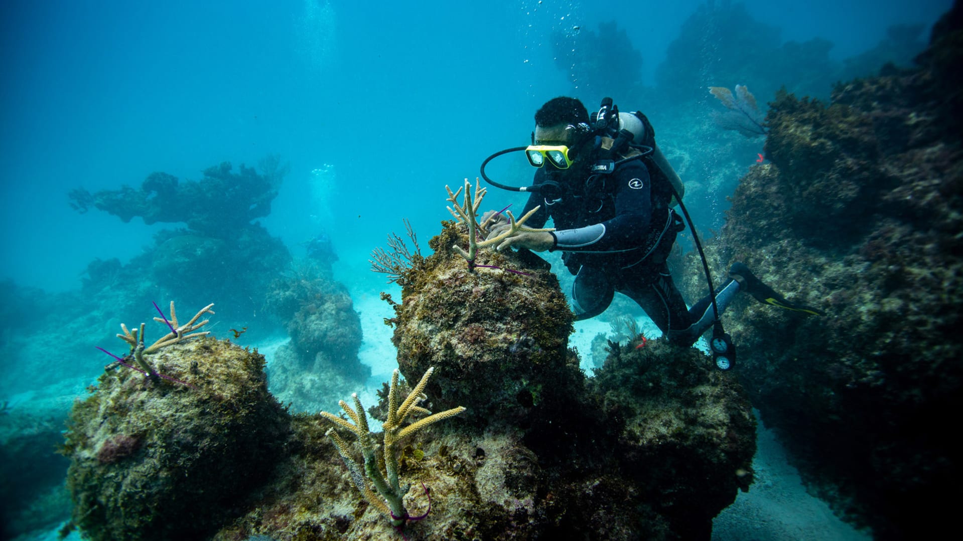This map is the first-ever to show every single coral reef in the ...
