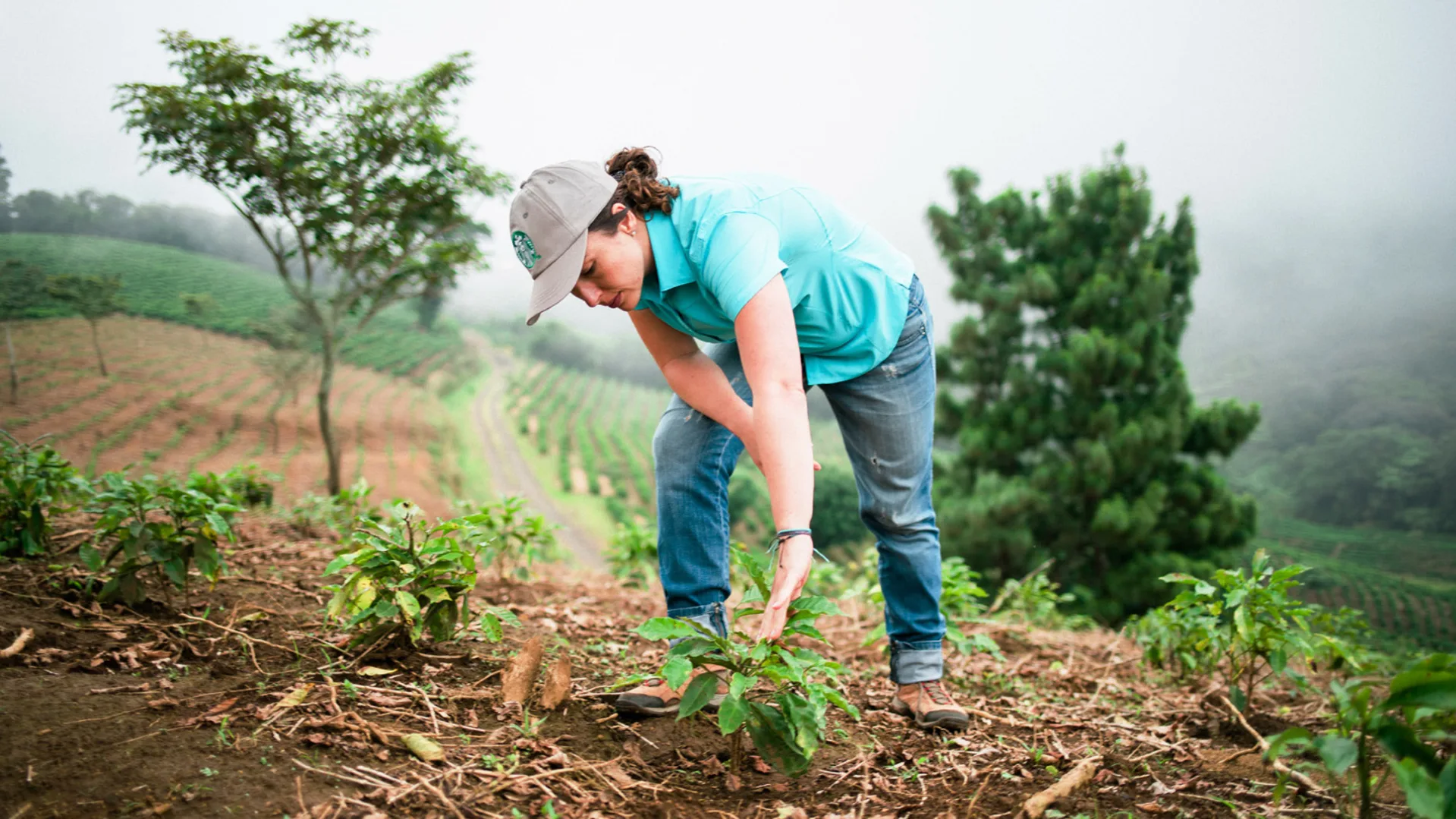 How to save coffee from climate change - Fast Company