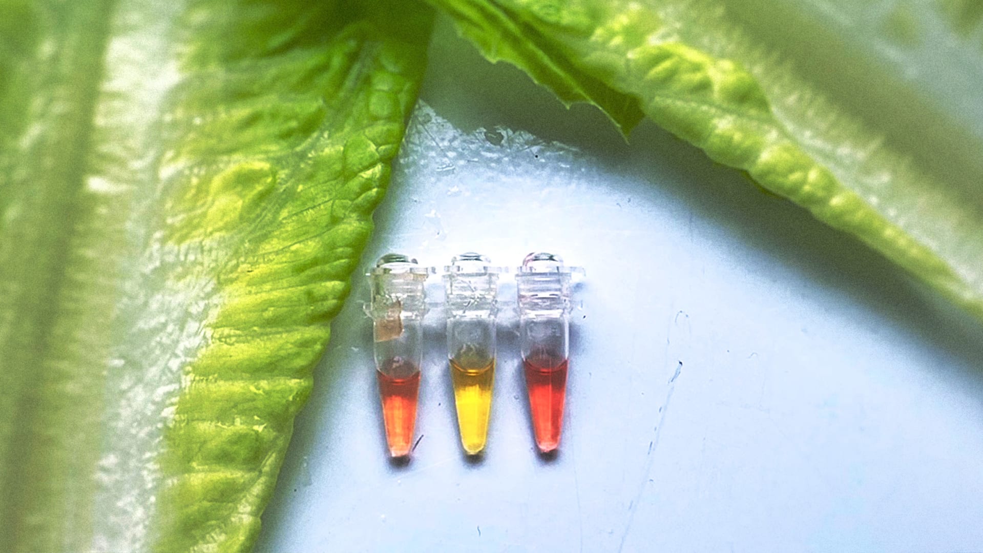 These invisible, edible biological tags help track down the cause of E ...