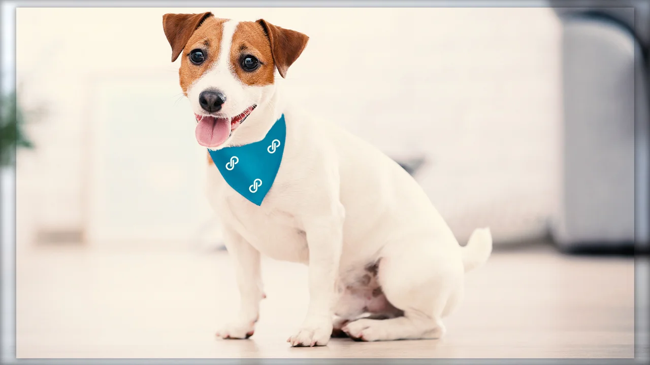 Poshmark launches a 'pets' category so you can buy Fido that ascot he ...