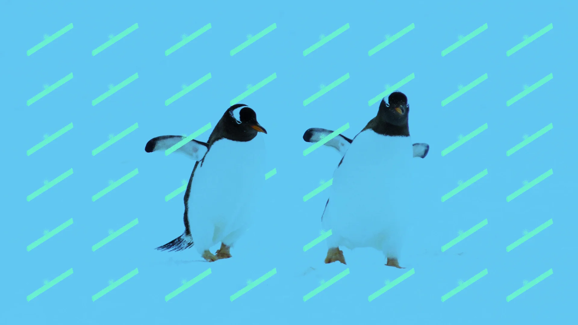 Miss Hipmunk? Meet Flight Penguin, its founders' new travel search ...