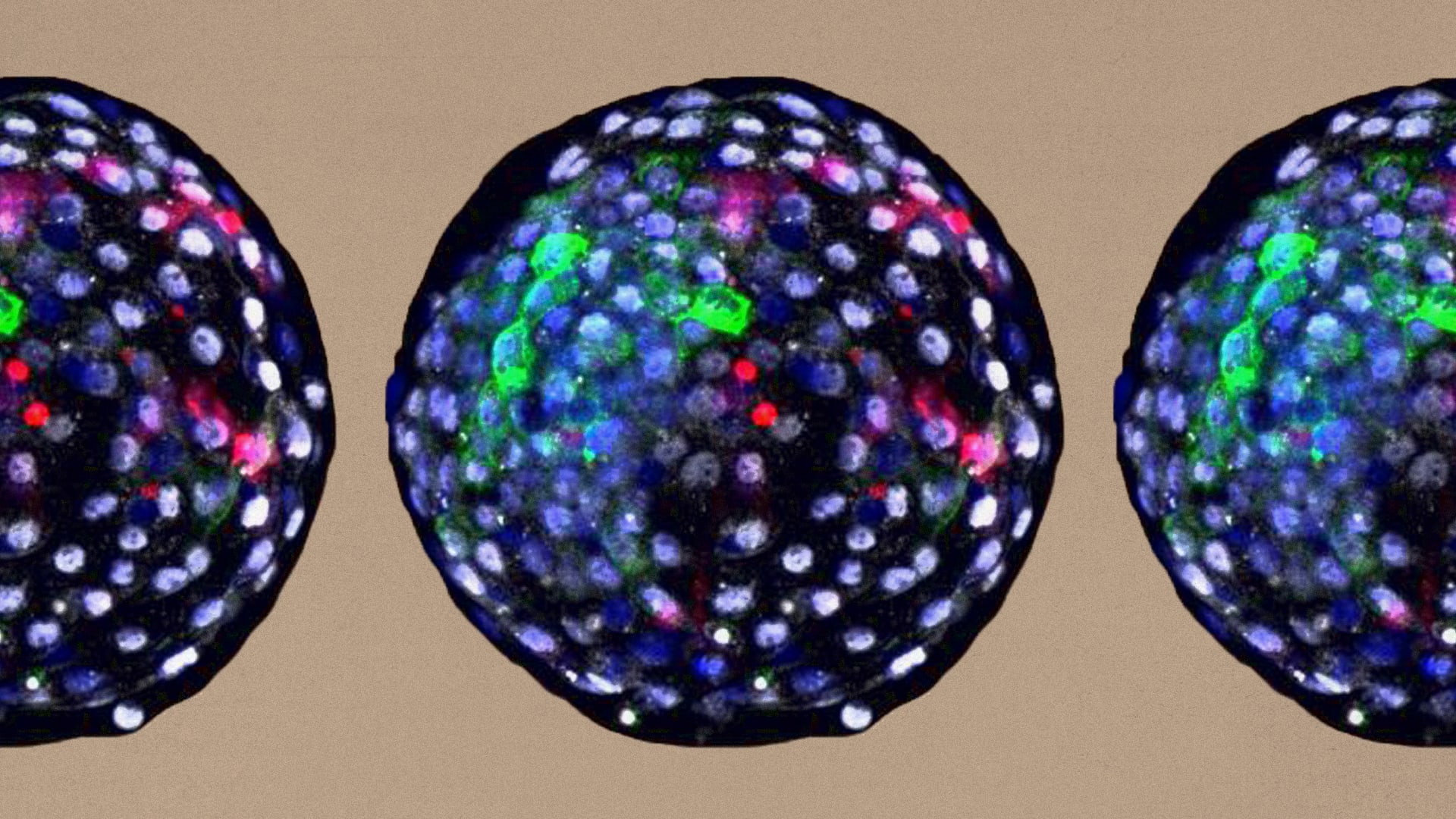 Scientists created embryos with human and monkey cells, stoking ethical ...