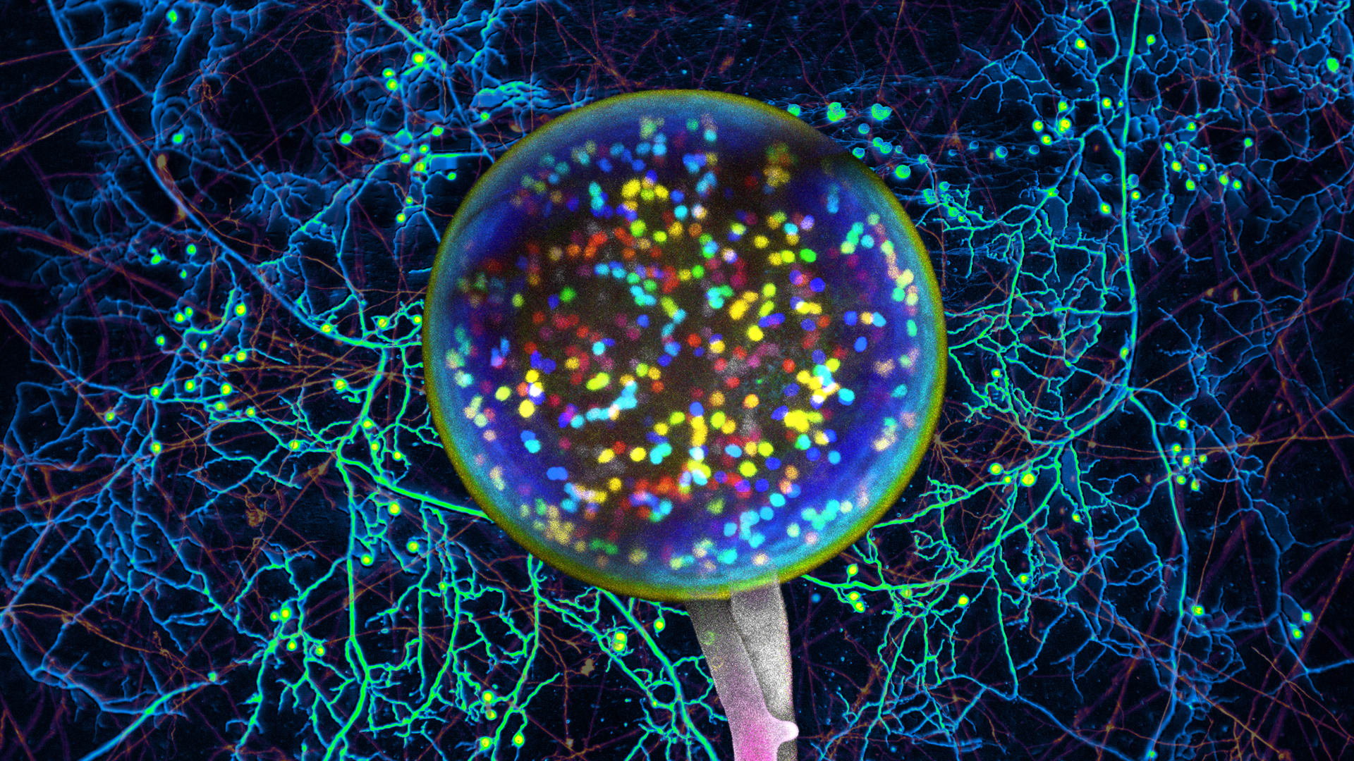 How you make a map of the trillions of miles of invisible fungus ...