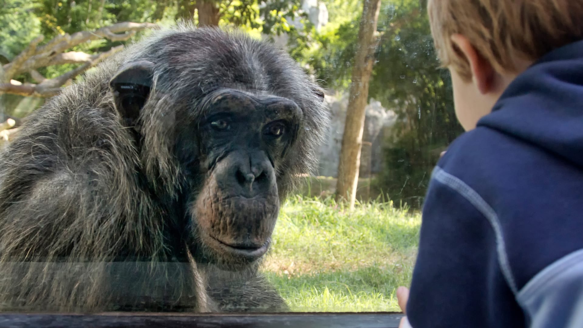 Why zoos are being radically redesigned - Fast Company