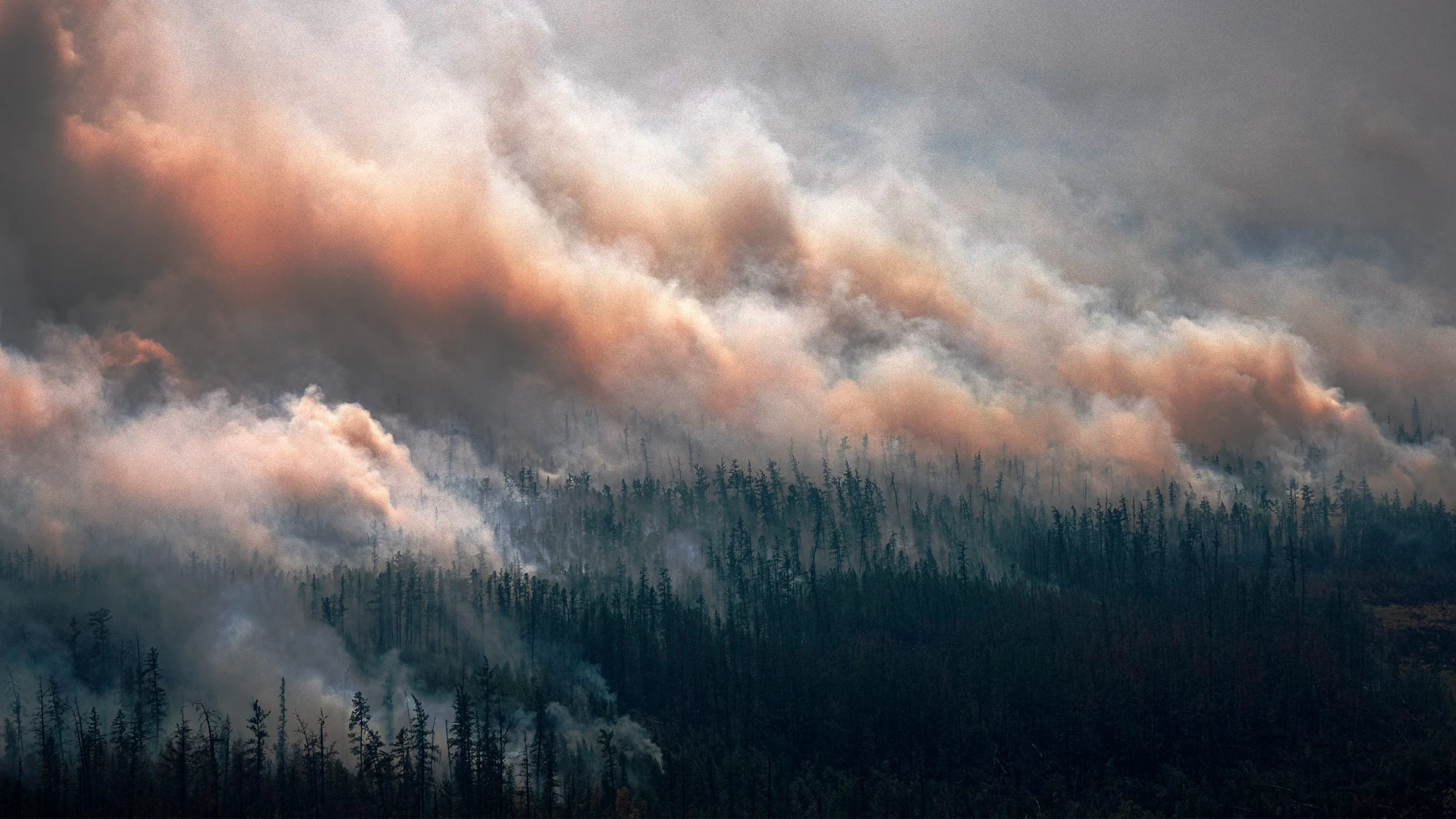 Forest fires are burning twice the amount of tree cover they did just ...