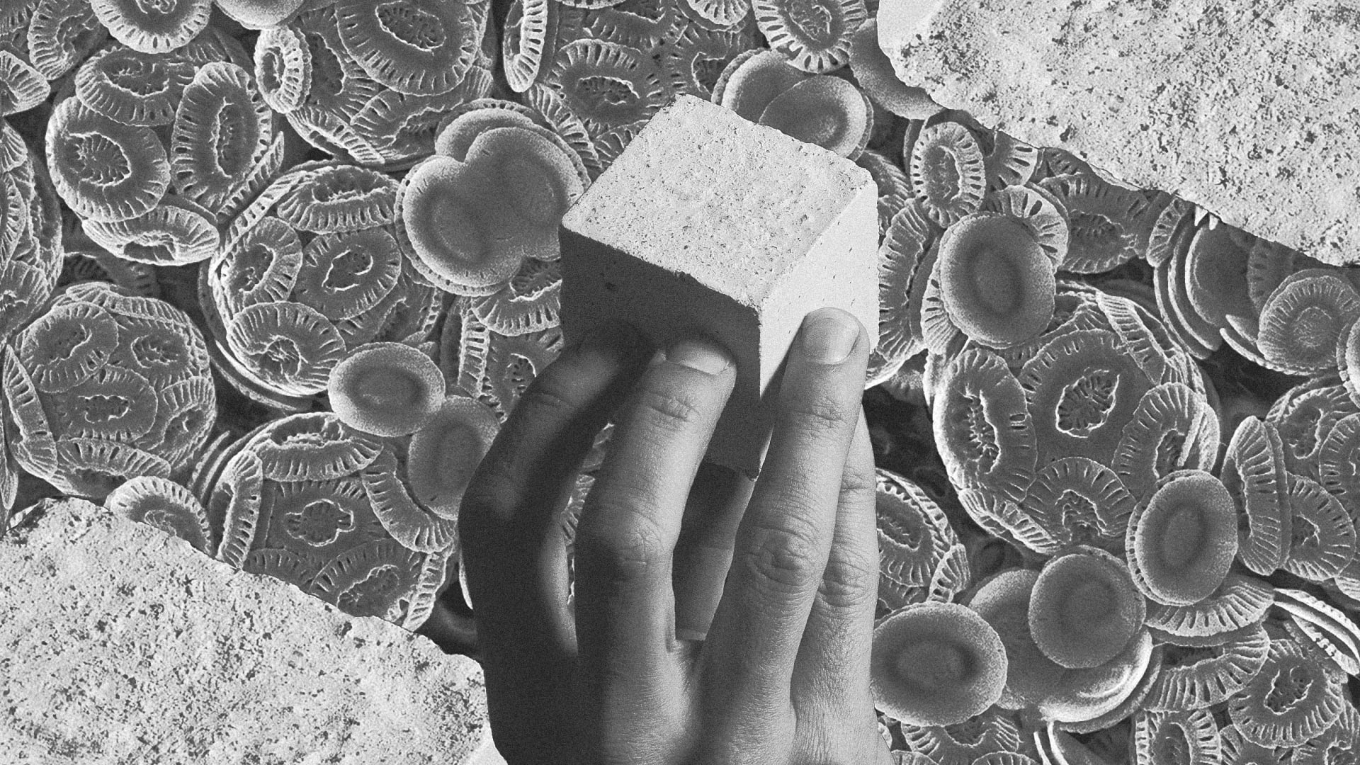 This startup is using microalgae to make carbon-neutral cement - Fast ...