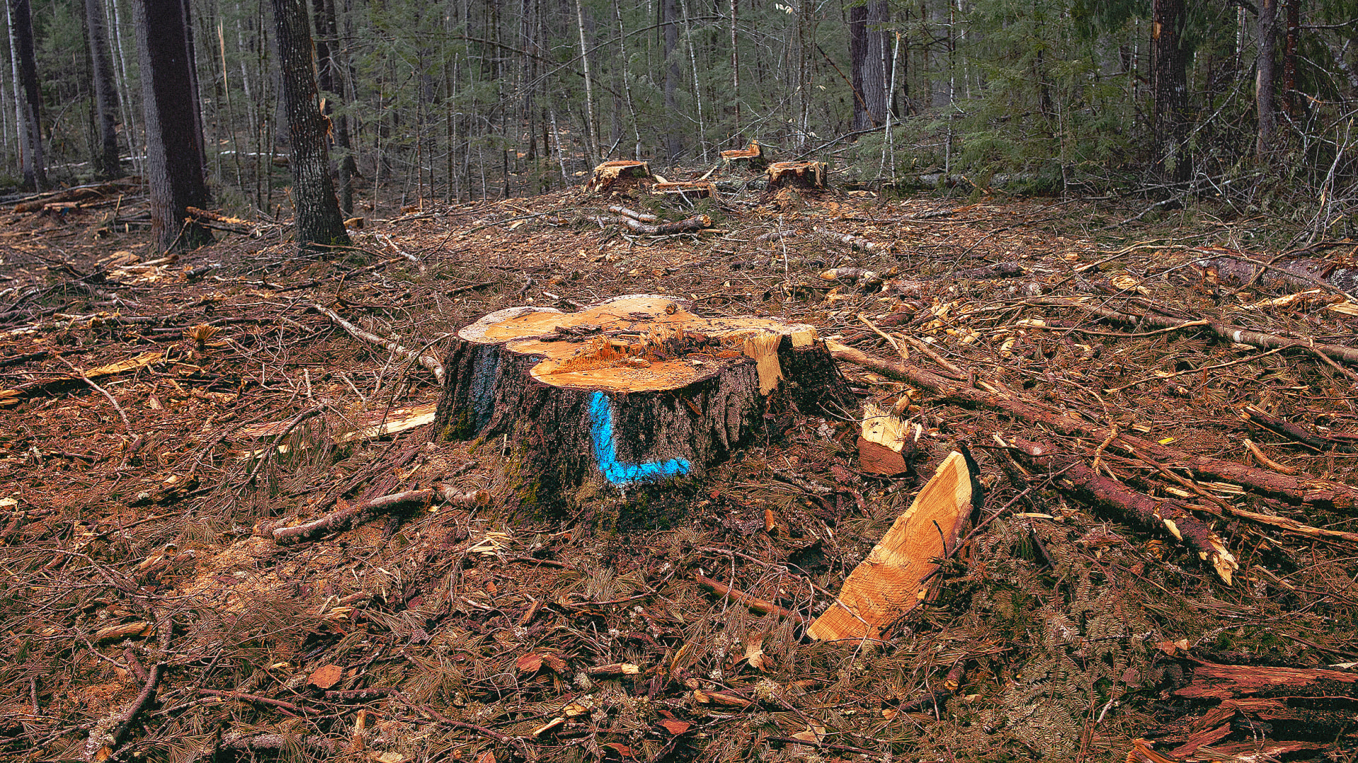 The U.S.'s logging plans show it's easier to make climate promises than ...