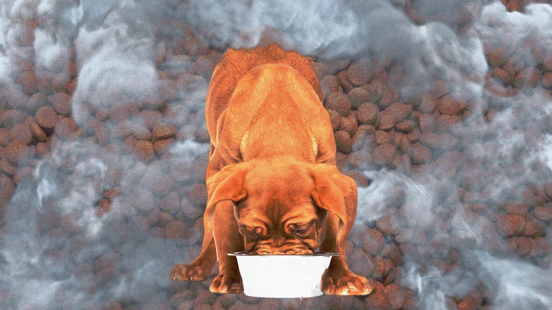 Your pet is helping to fuel factory farms - Fast Company