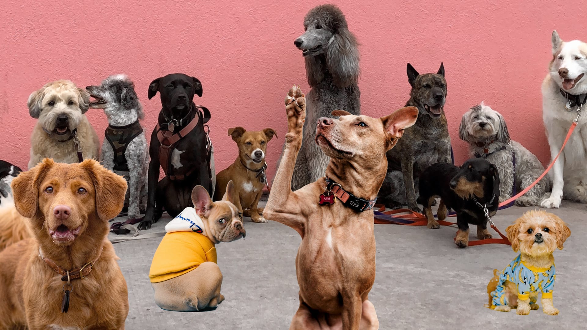 Life in the Gig Economy: The 22-year-old dog-sitting in a new city