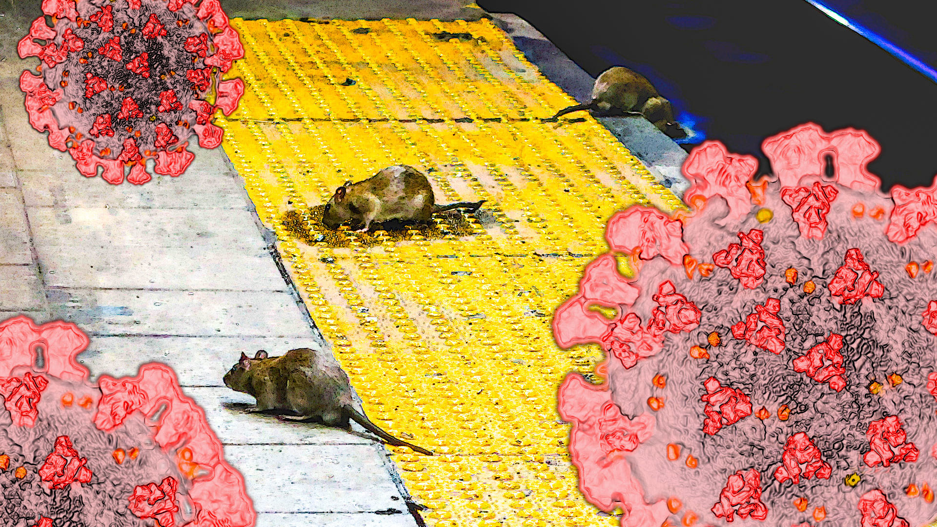 New York rats get COVID, including omicron, delta, alpha strains