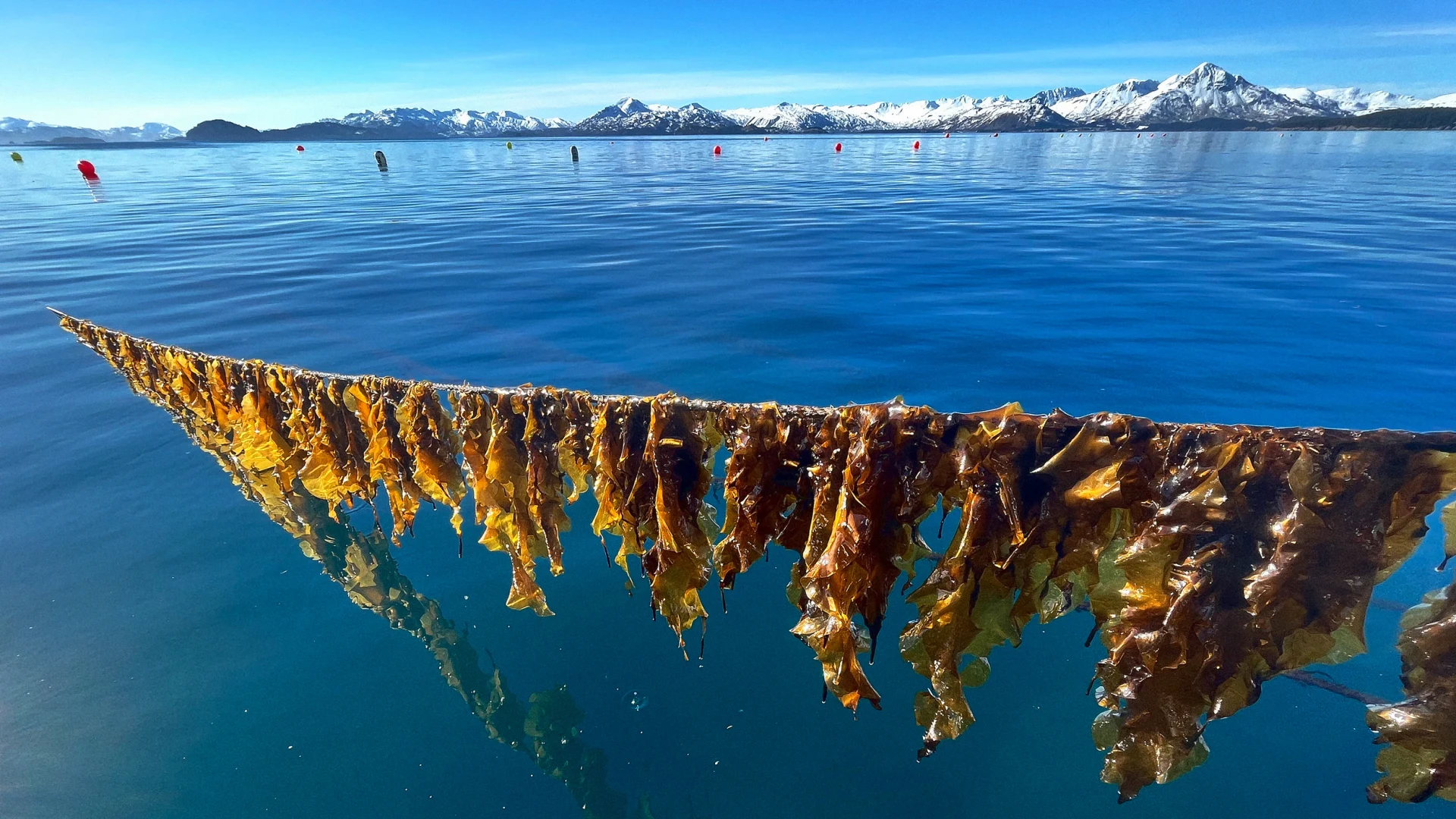 kelp industry