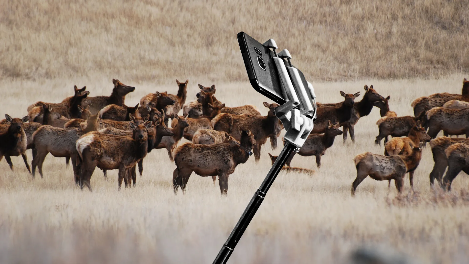 Yellowstone to influencers: please stop upsetting animals for likes