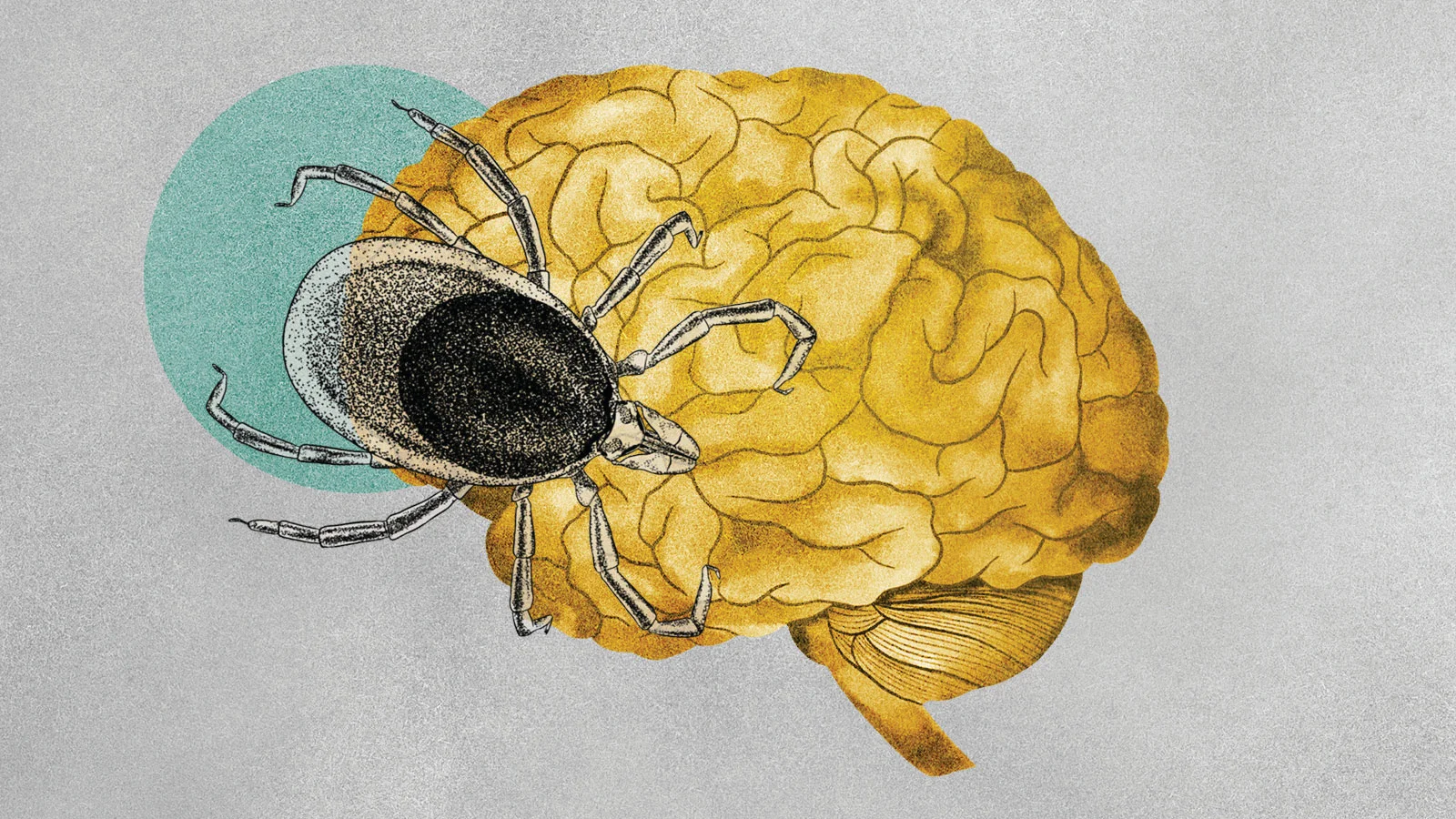 Ticks are spreading a brain-swelling illness in Europe