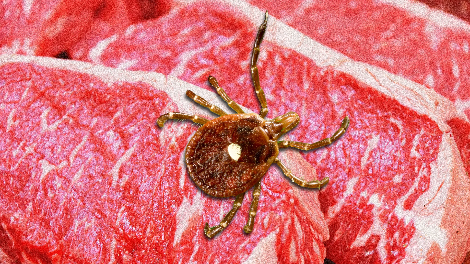 What does a tick look like? CDC warns of bite marks, symptoms, rash