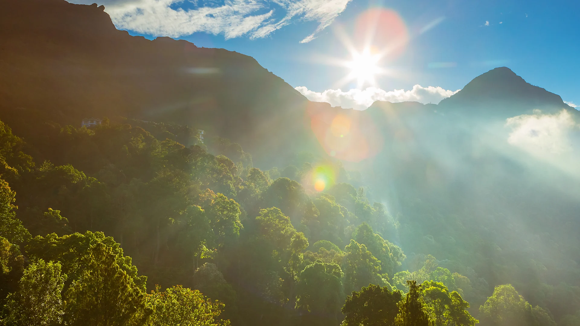 What India's history of tree plantations can teach us about reforesting