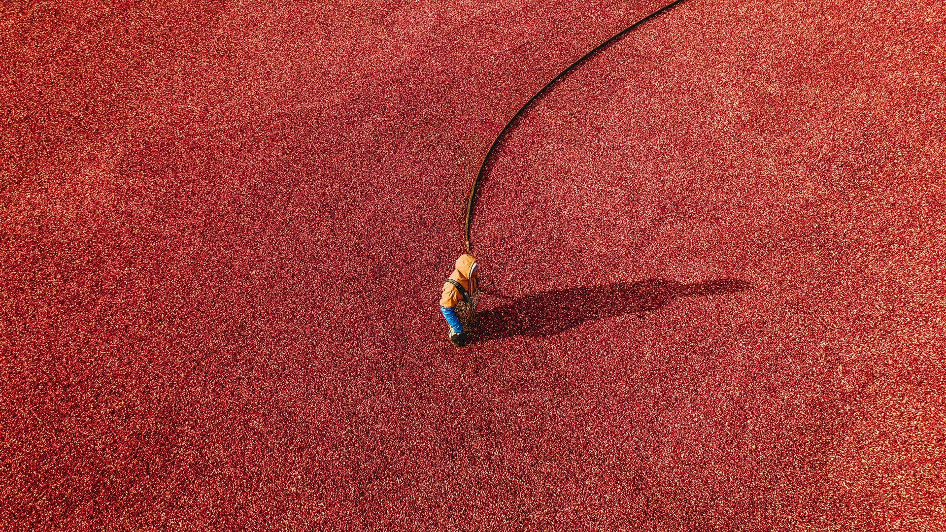 Cranberries can bounce, float, and pollinate themselves: the science ...