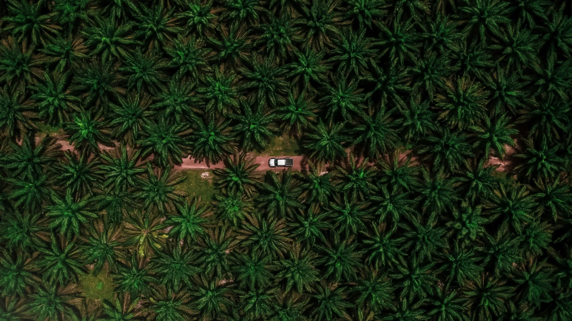 Your favorite brands contribute to massive deforestation. This map ...