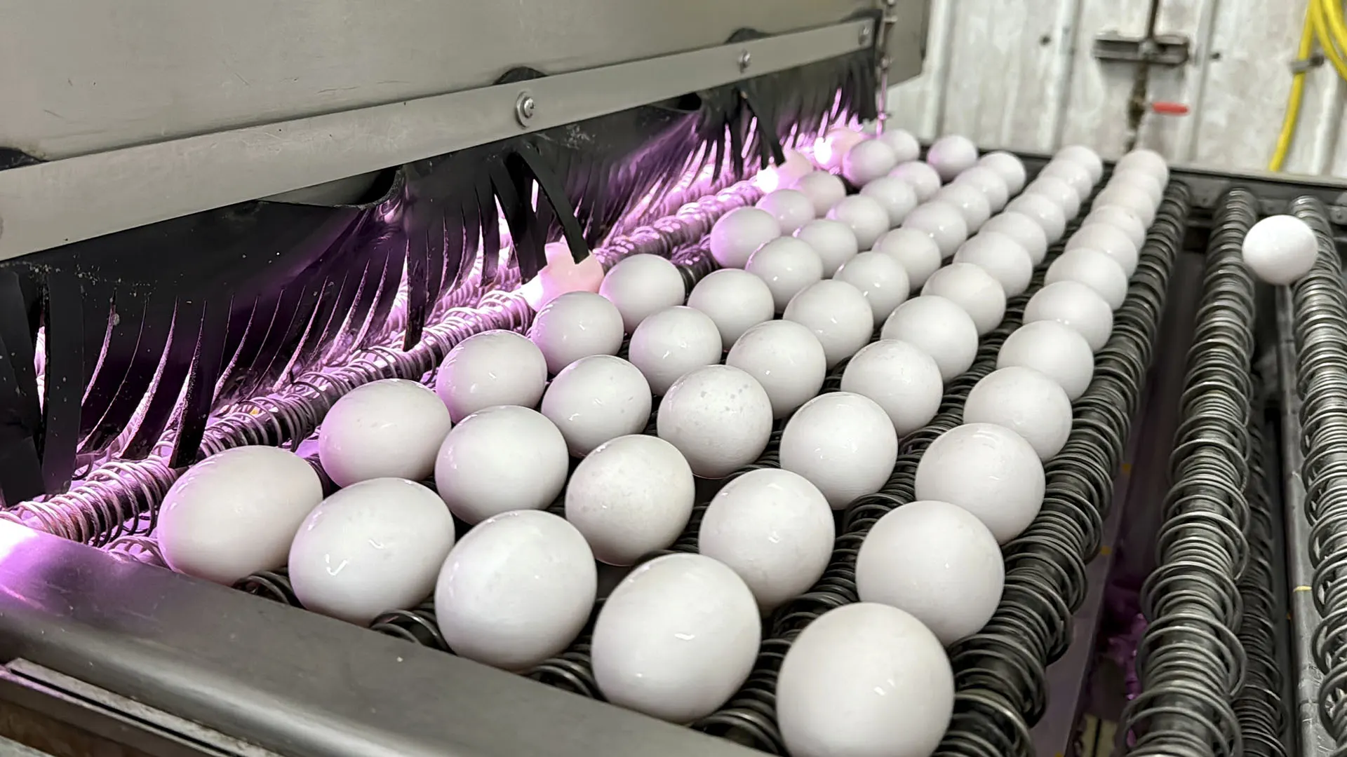 Egg prices remain high during Easter holiday due to avian bird flu and ...