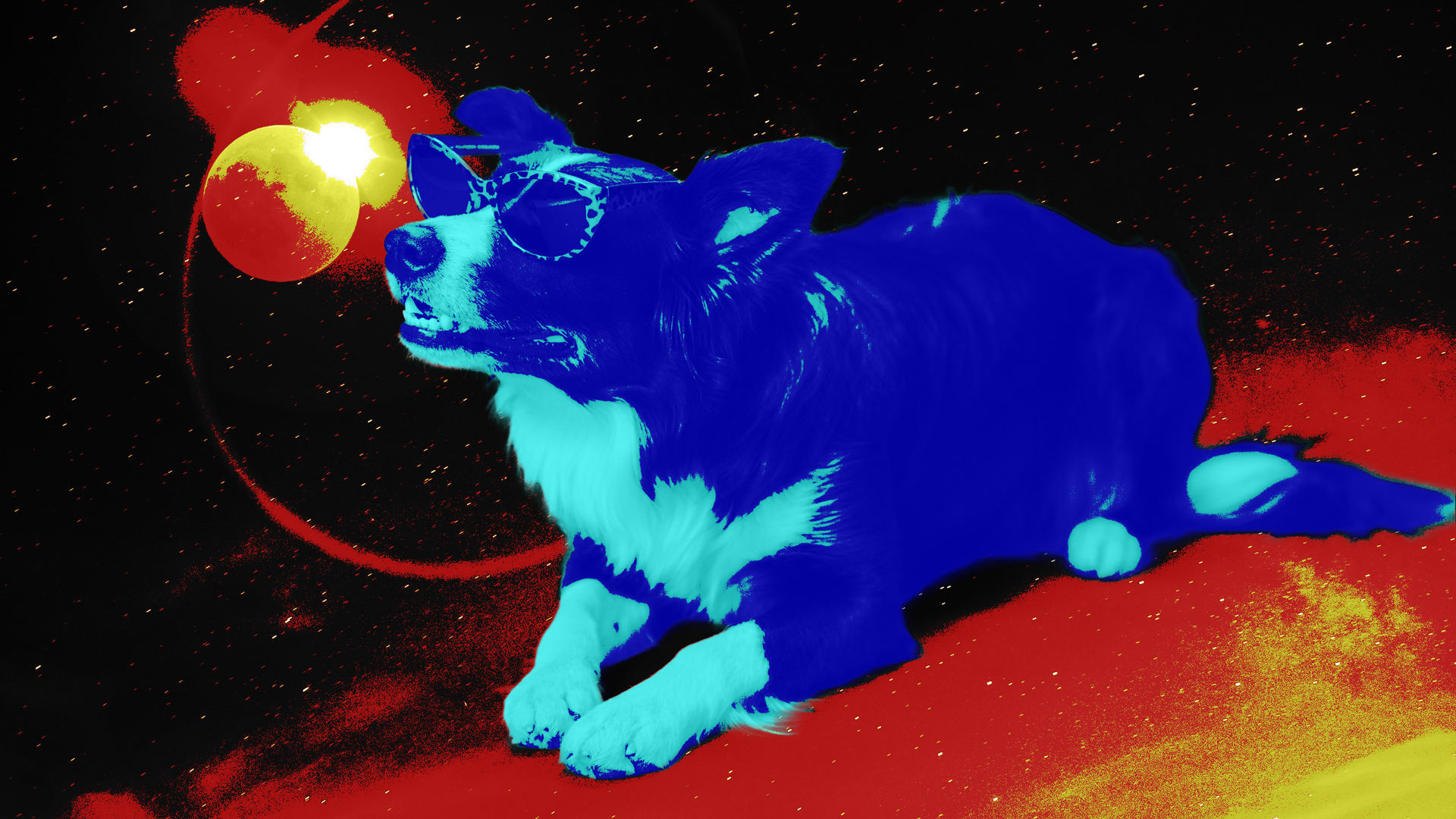 Will the eclipse hurt dogs' eyes? Total solar pet safety in 2024