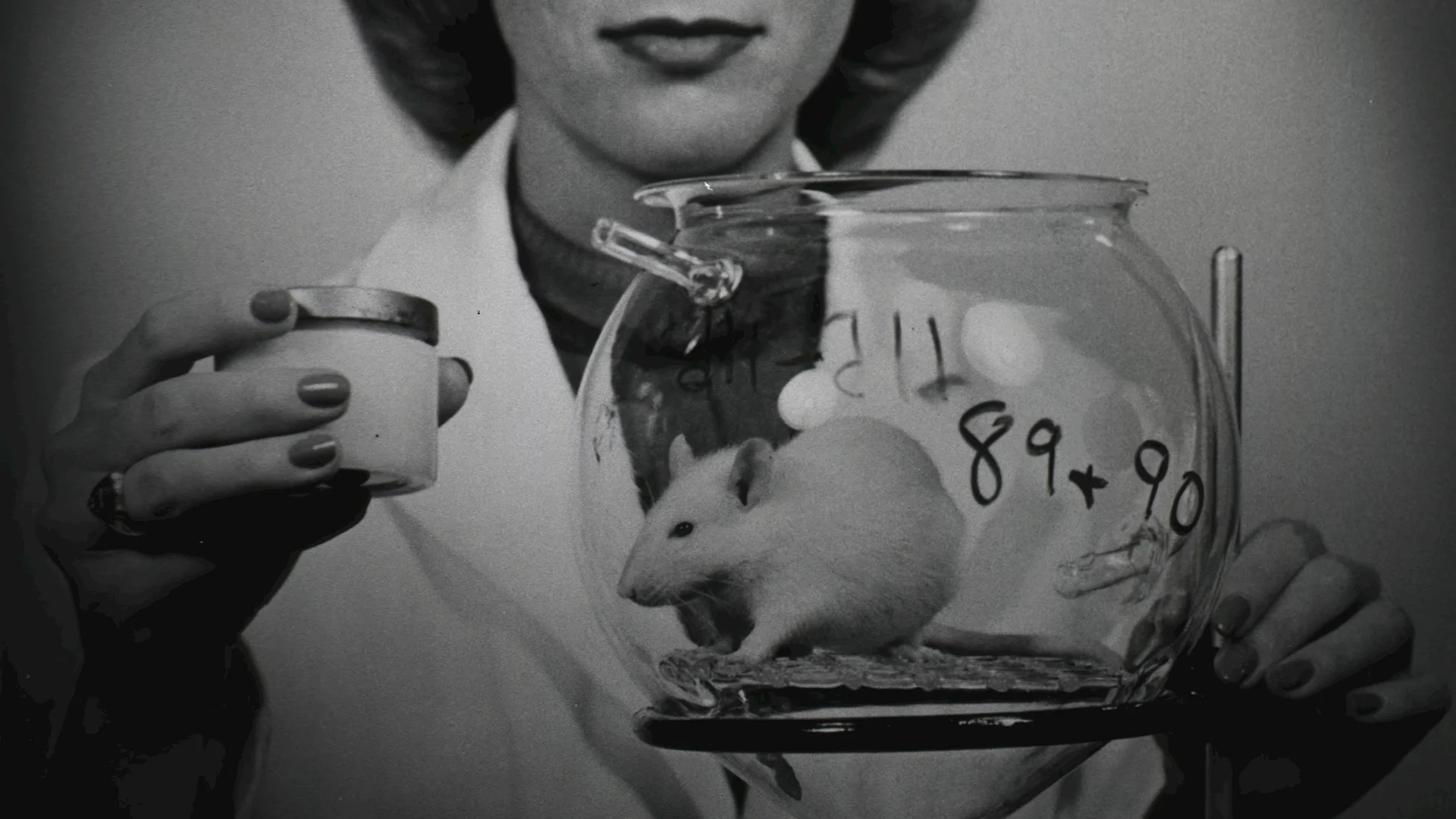 Mouse Citv