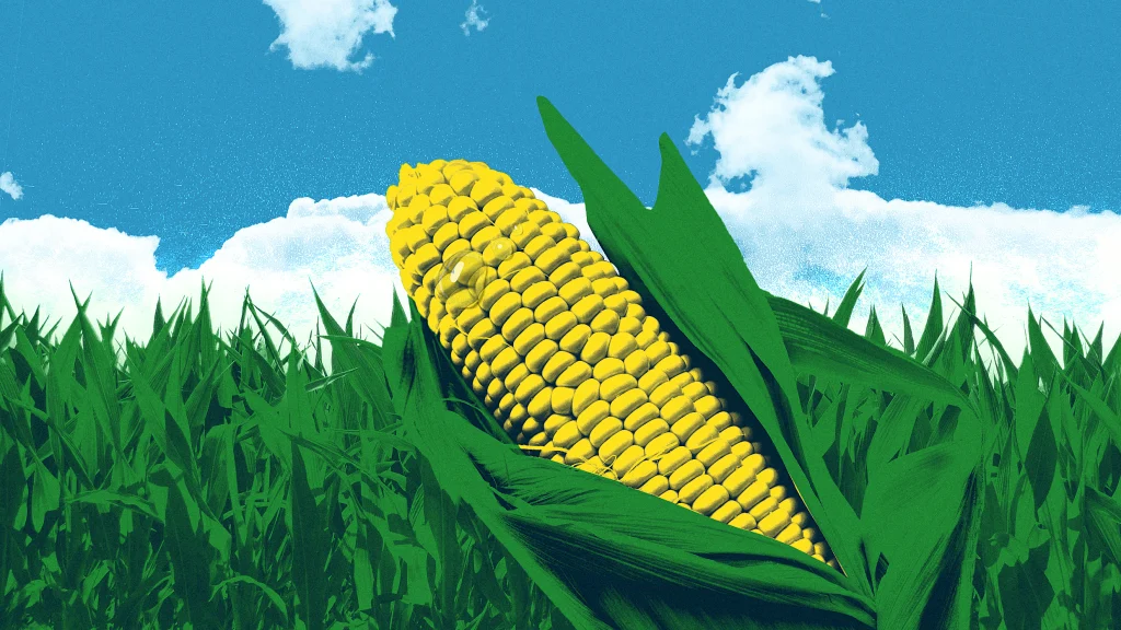 'Corn sweat' is a real thing—and it's making the Midwest unbearable ...