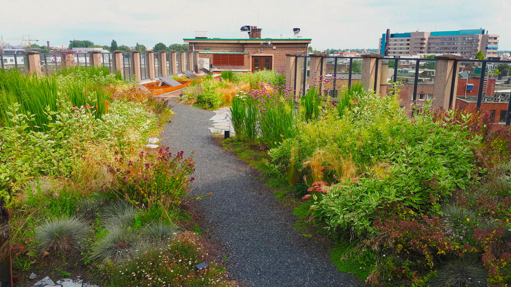 Amsterdam's gorgeous green roofs have hidden reservoirs to capture ...