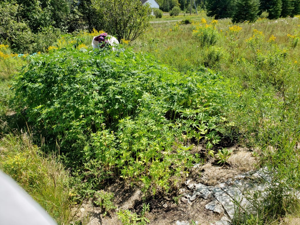 How hemp plants can help clean up 'forever chemicals' - Fast Company