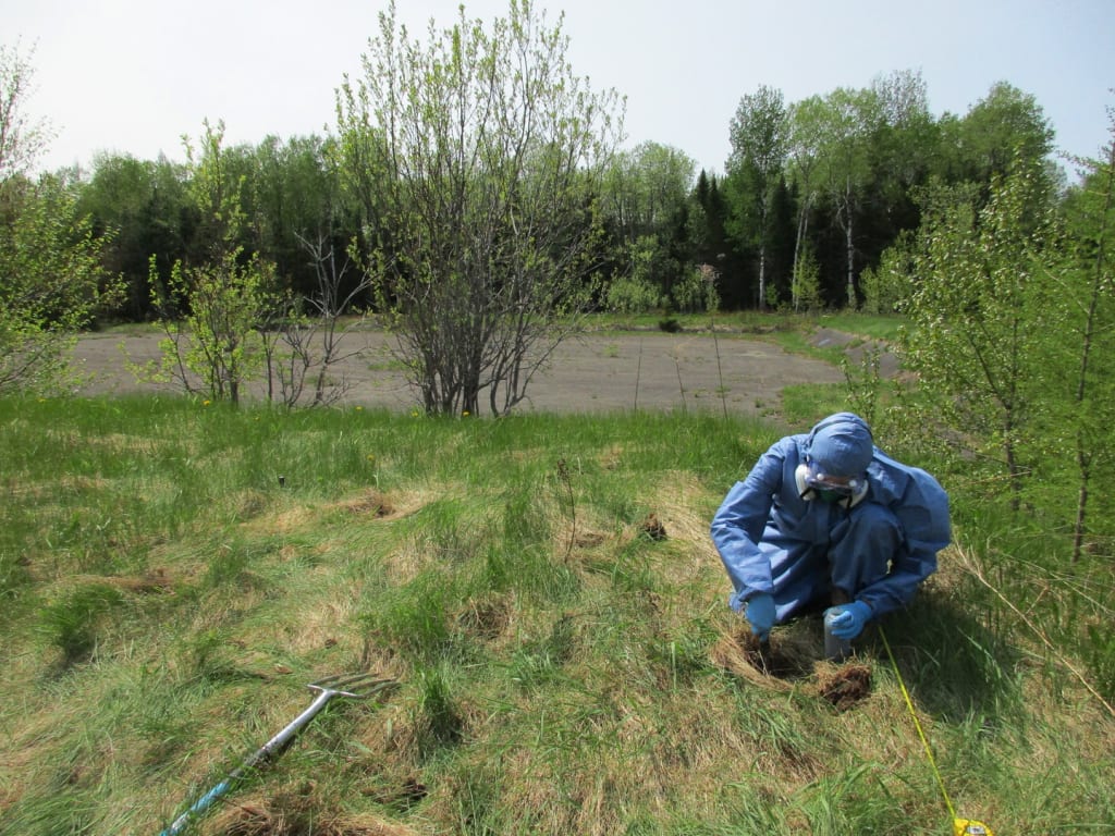 How hemp plants can help clean up 'forever chemicals' - Fast Company