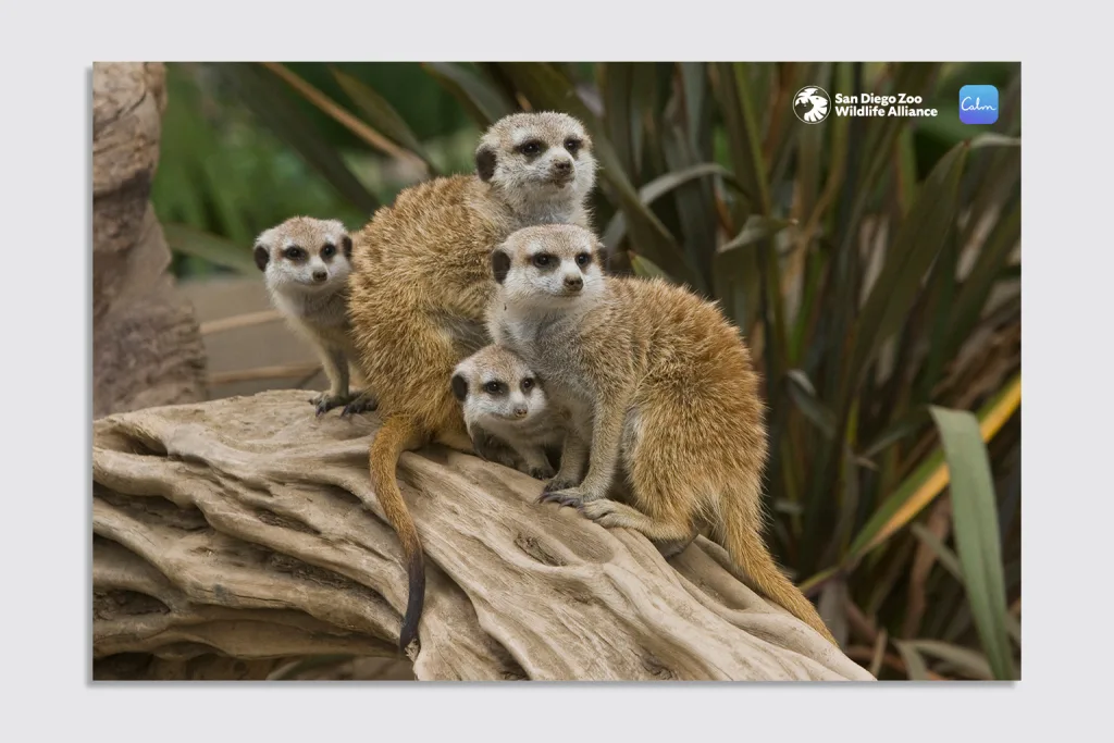 Calm’s election night ad is 30 seconds of silence - Fast Company