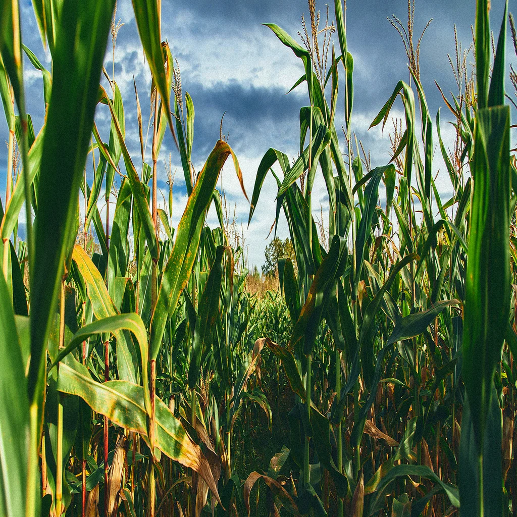 U.S. wins dispute with Mexico over banning genetically modified corn ...
