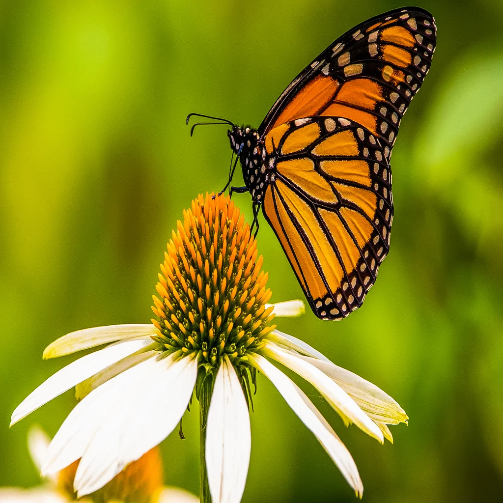 Monarch butterfly recommended for threatened species status - Fast Company