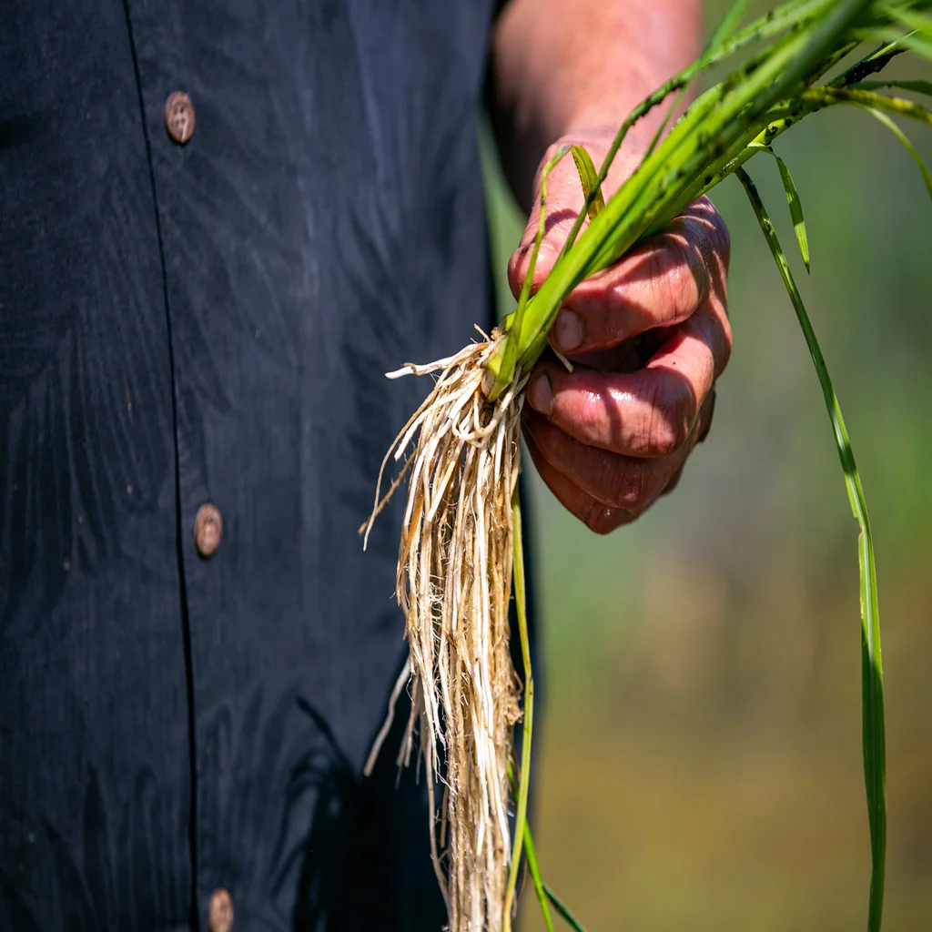 Organic farmers spent 12 years developing this new rice. It’s better ...