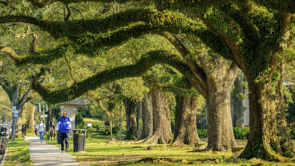Trump's anti-DEI push ends $75 million award to plant trees in places ...