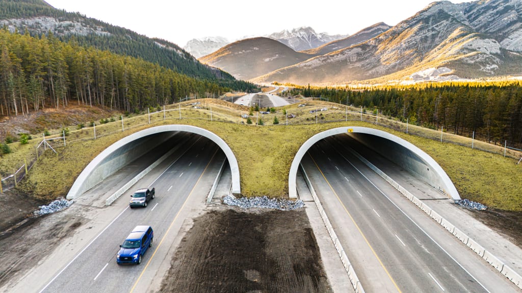 This stunning wildlife overpass helps animals cross one of Canada's ...