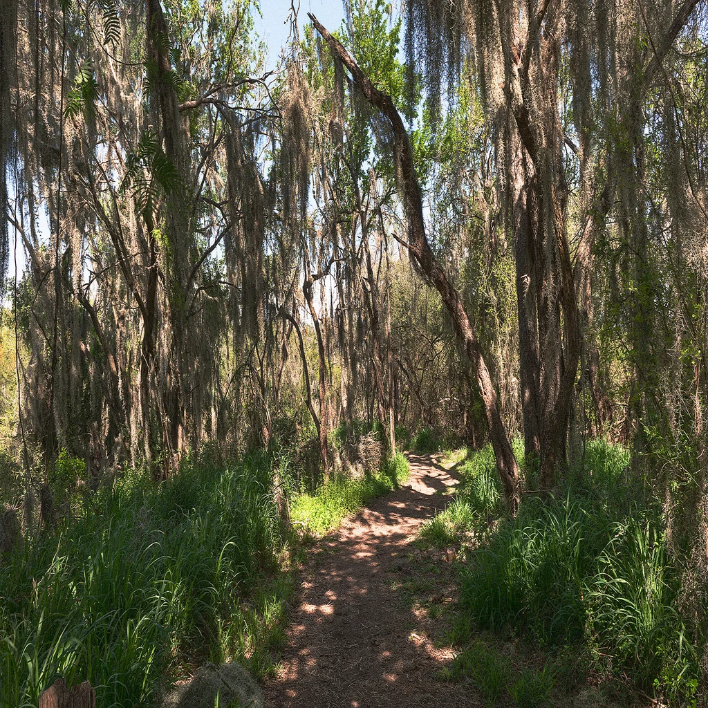 A ‘thorn forest’ once covered 1 million acres in the Rio Grande Valley ...